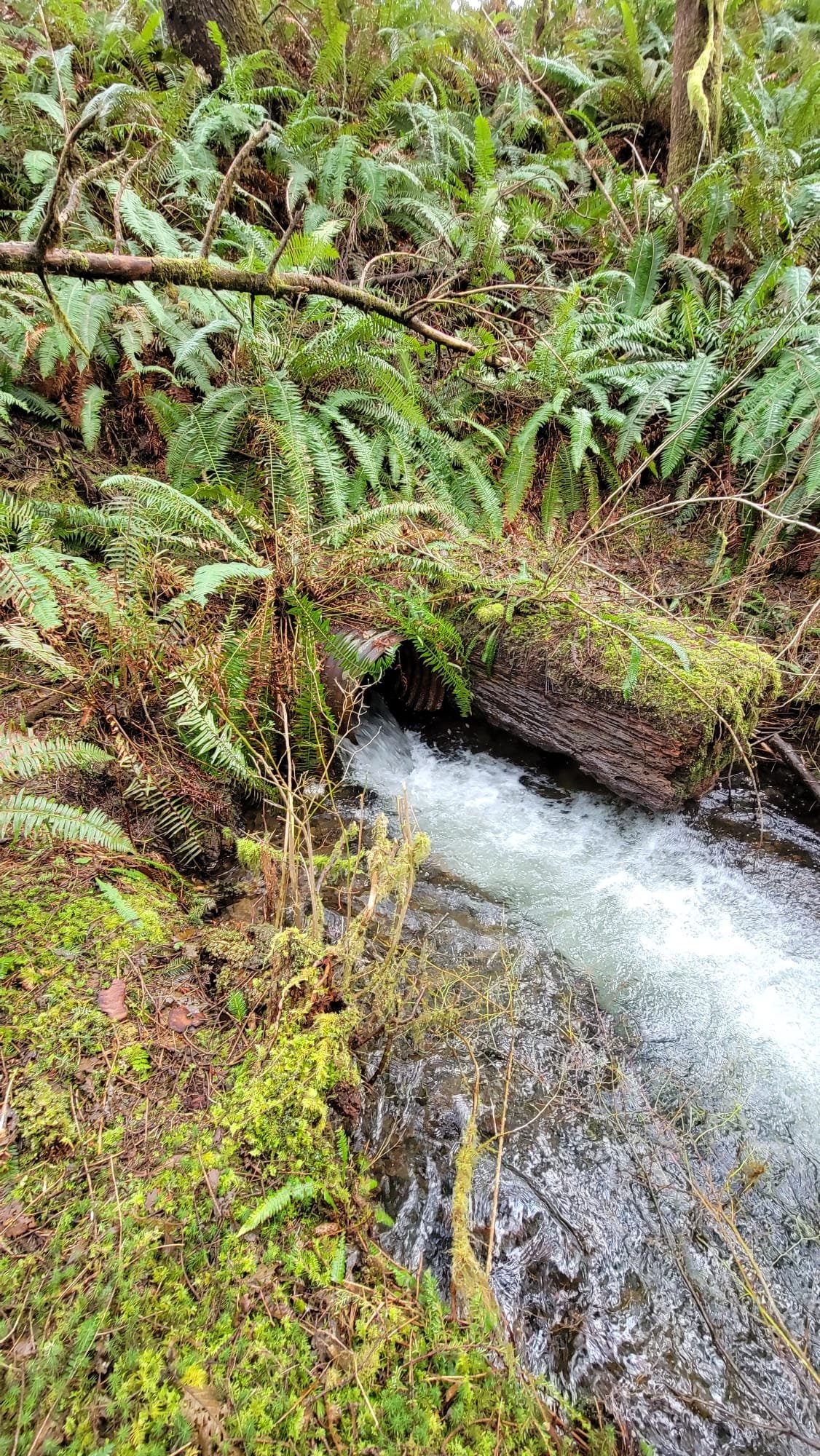 Restoration Projects — Necanicum WC