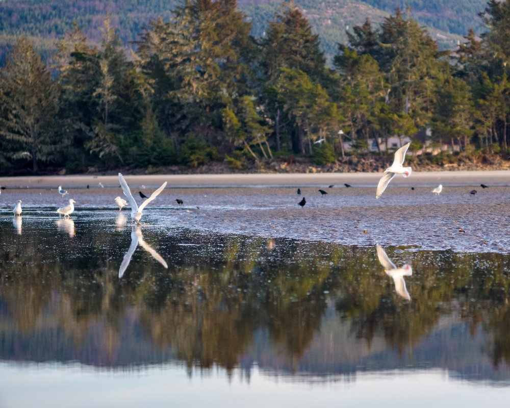 Our Watershed — Necanicum WC