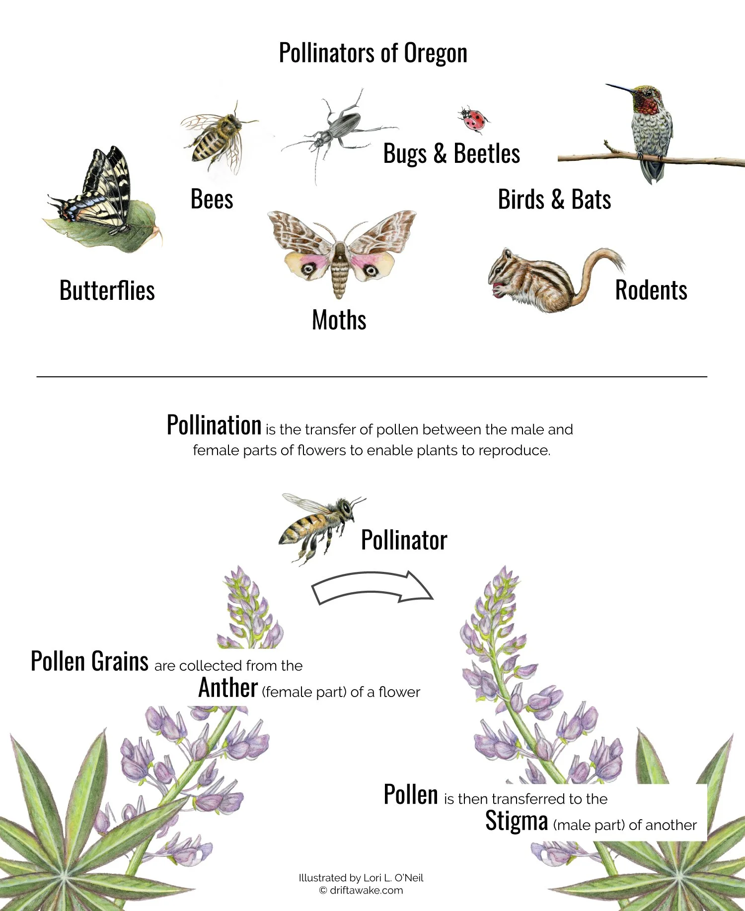 Wildlife — Necanicum WC