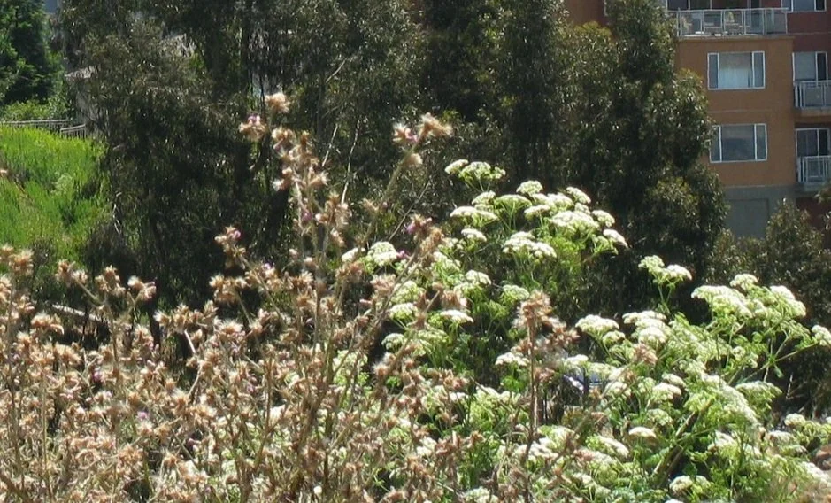 Landscaping - Guide to Plants — Diablo Firesafe Council
