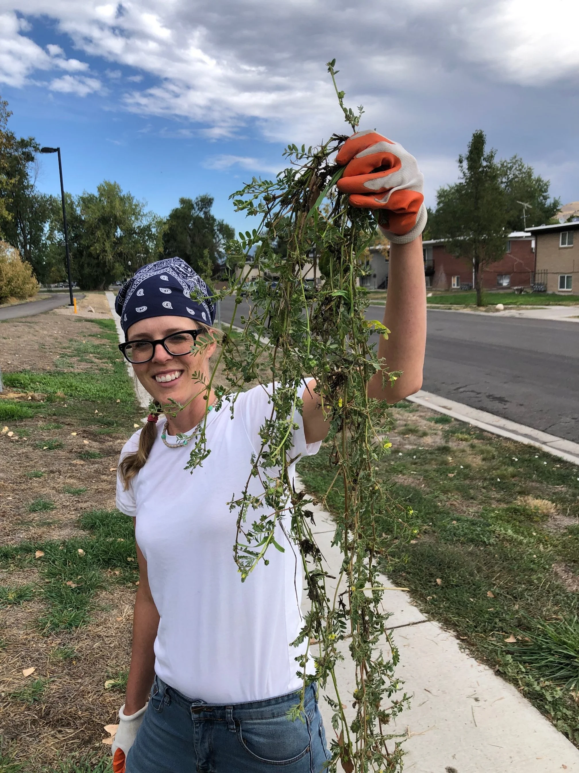 Puncturevine is a common Westside menace. Combatting it is easier than ...