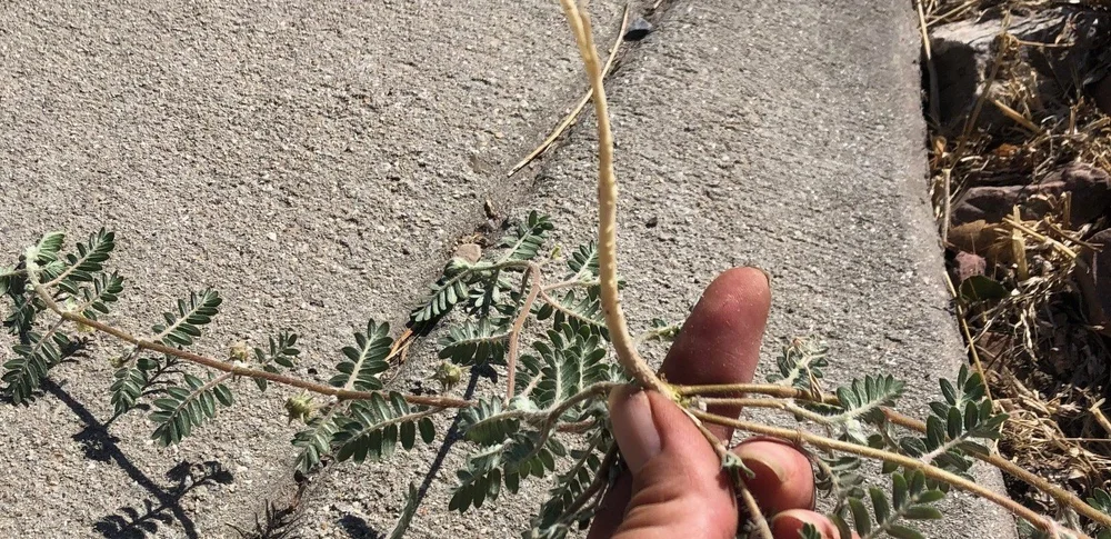 Puncturevine is a common Westside menace. Combatting it is easier than ...