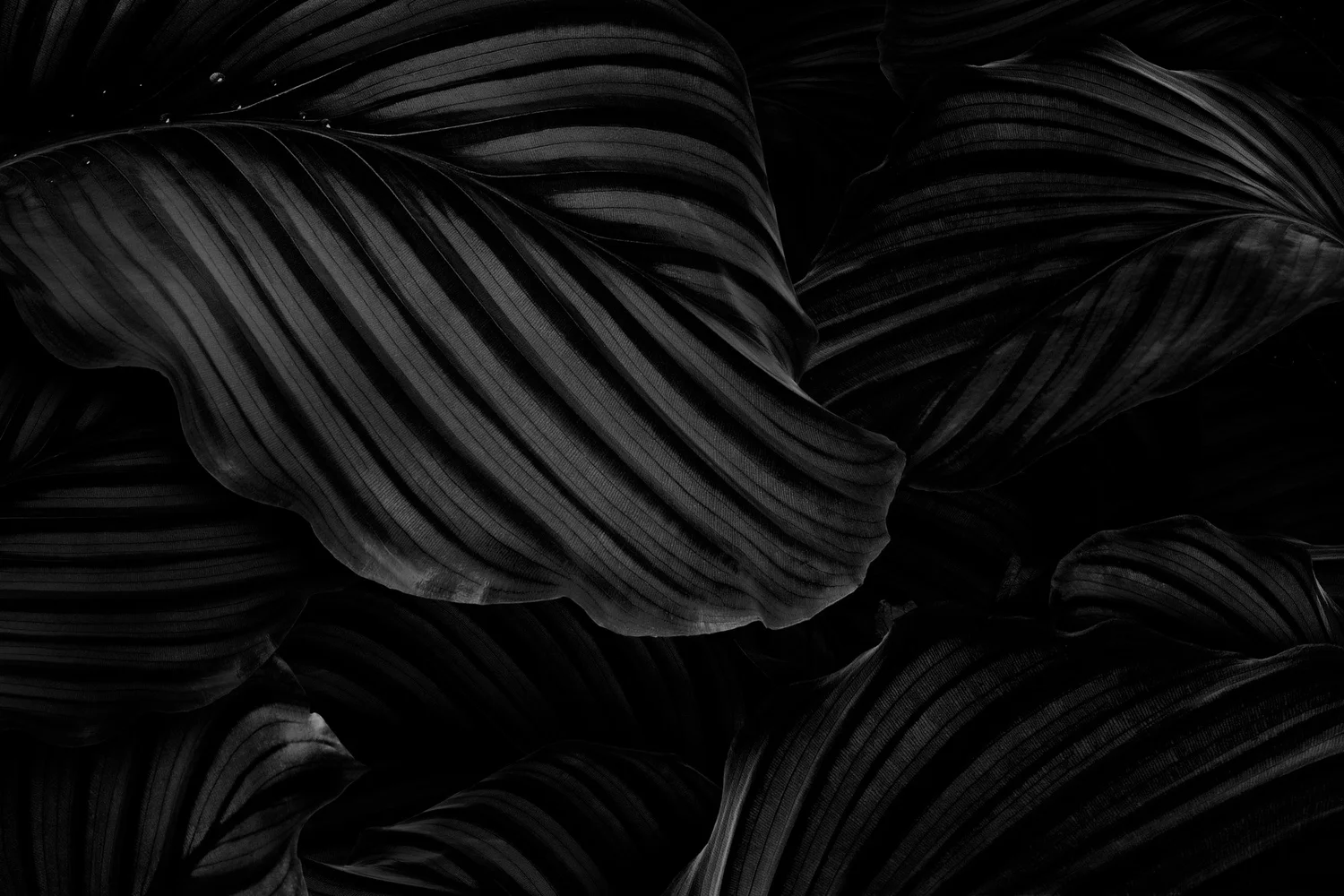 Reservations for Esco in Fleet — ESCO - Sushi, Japanese Cuisine & Cocktails