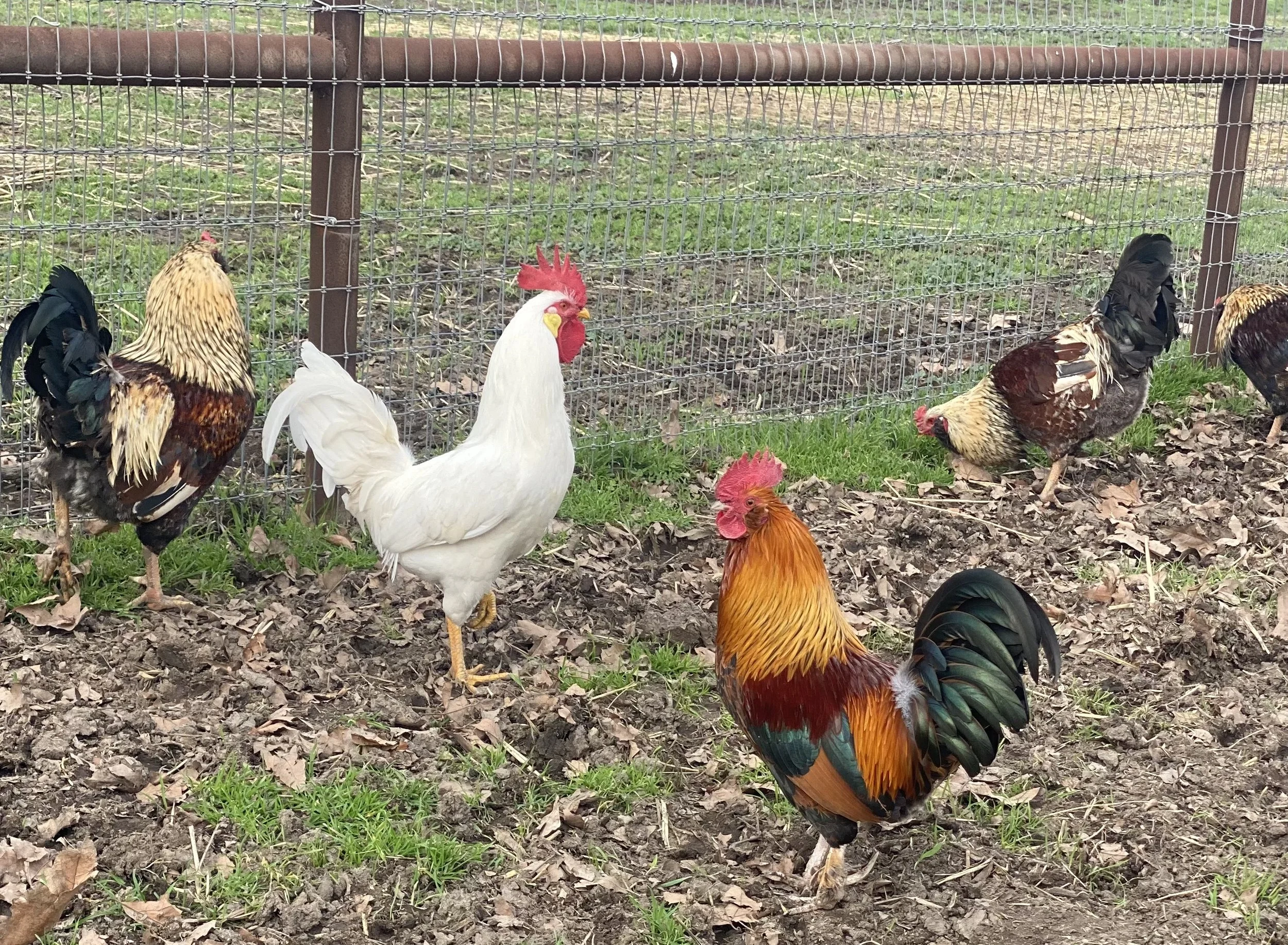 The Thing About Roosters... — Martha's Farm Animal Sanctuary