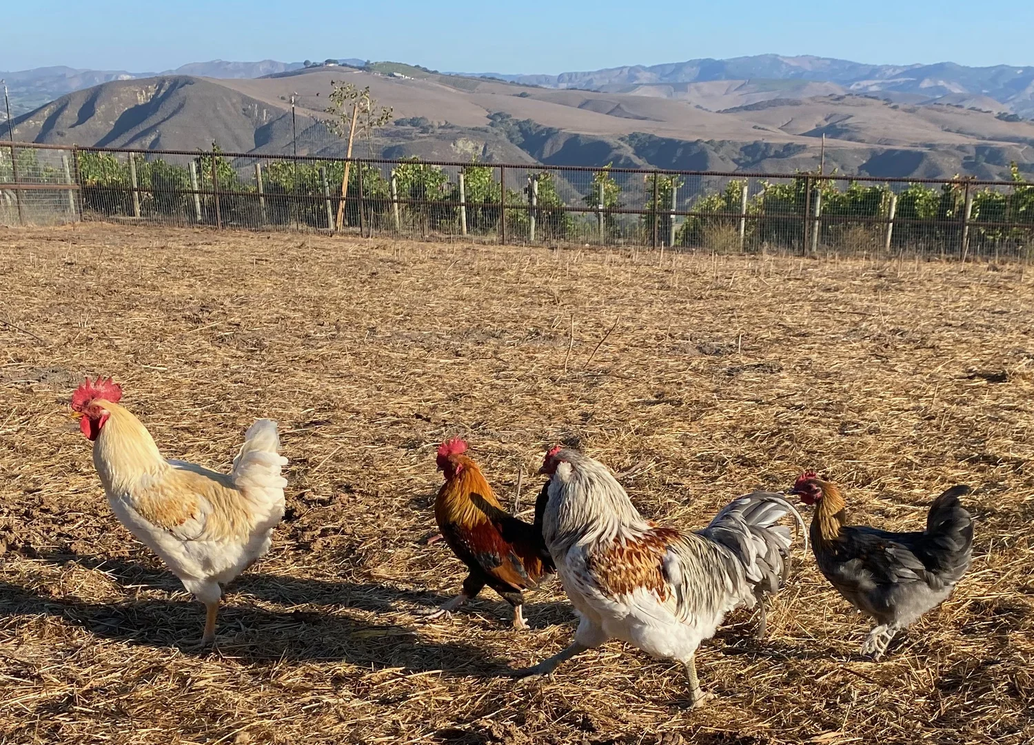 Save a Rooster! — Martha's Farm Animal Sanctuary