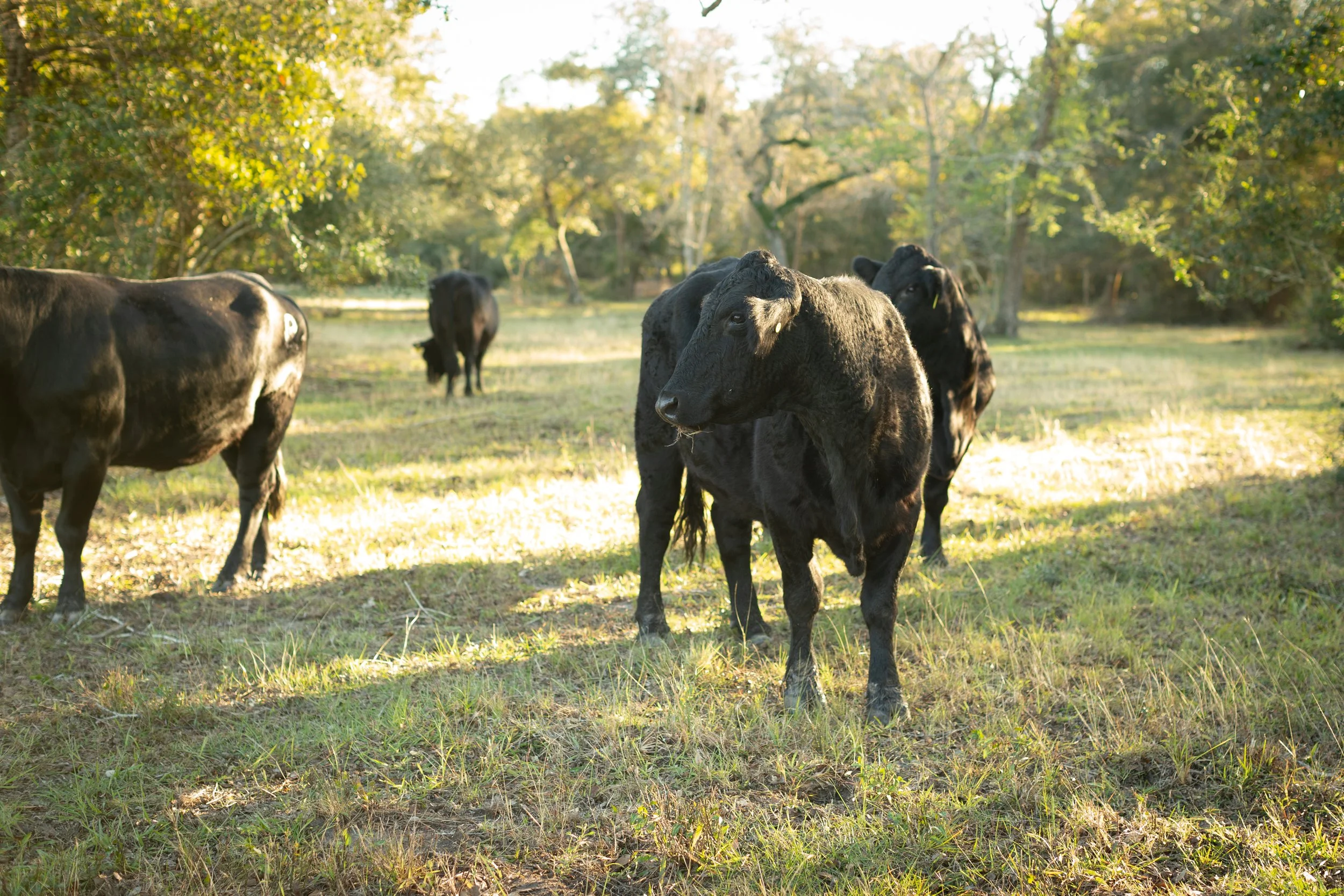 Bundick Brothers Beef | Grass-Fed & Grass-Finished Beef | Ganado, TX