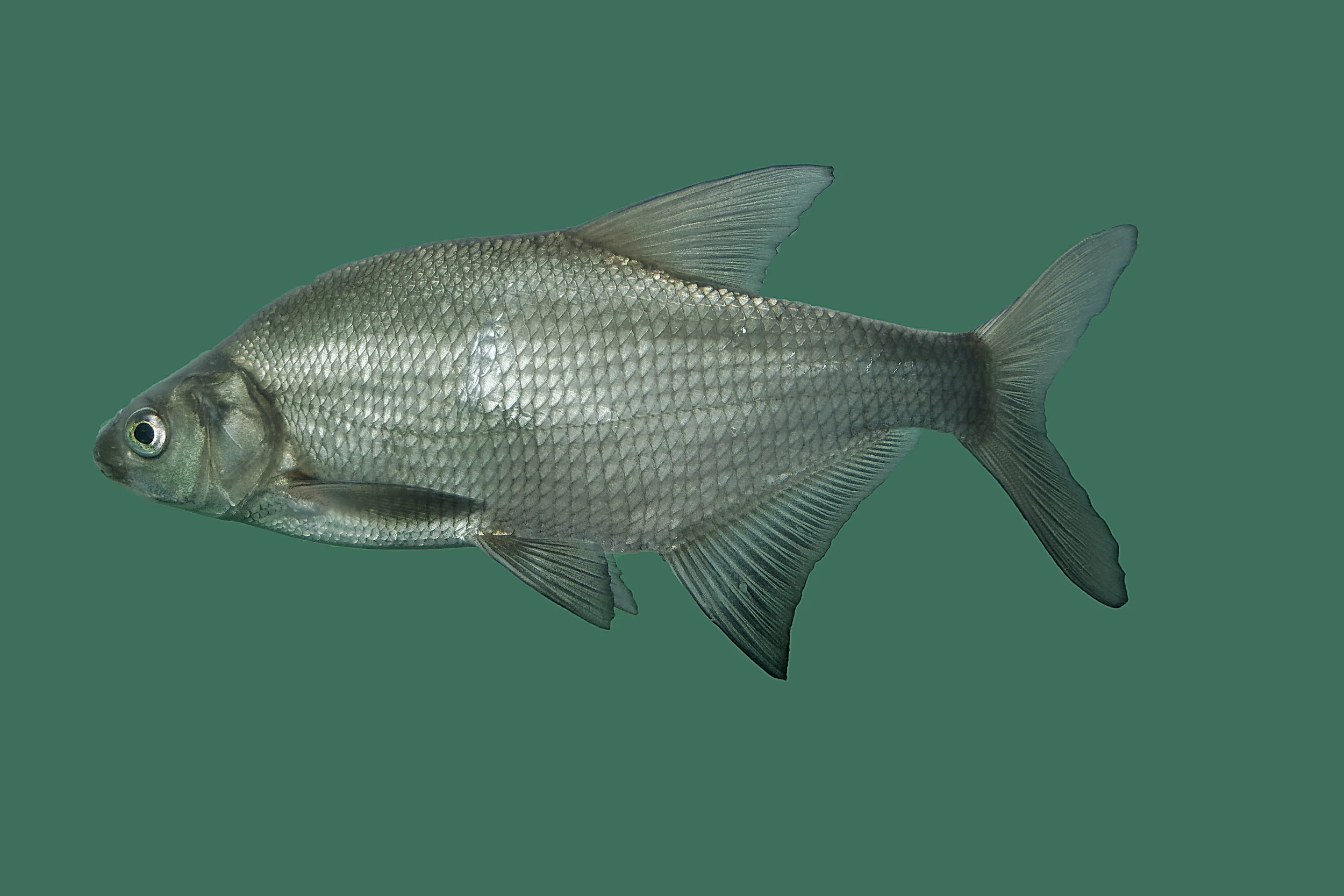 Bream — Florida Fishing Blog