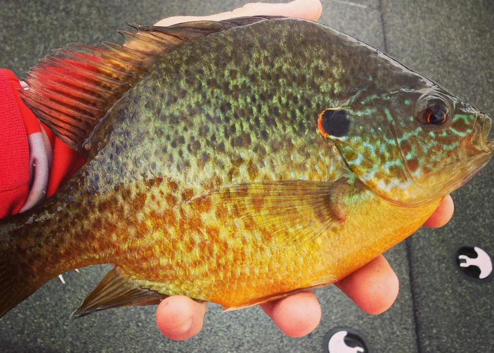 Redear Sunfish — Florida Fishing Blog