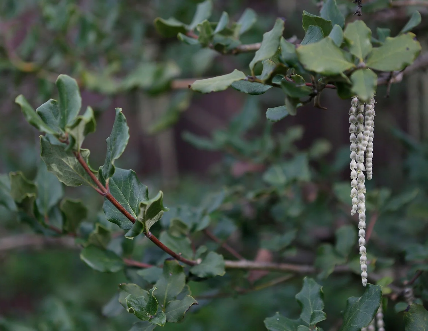 Aesthetic Pruners Association
