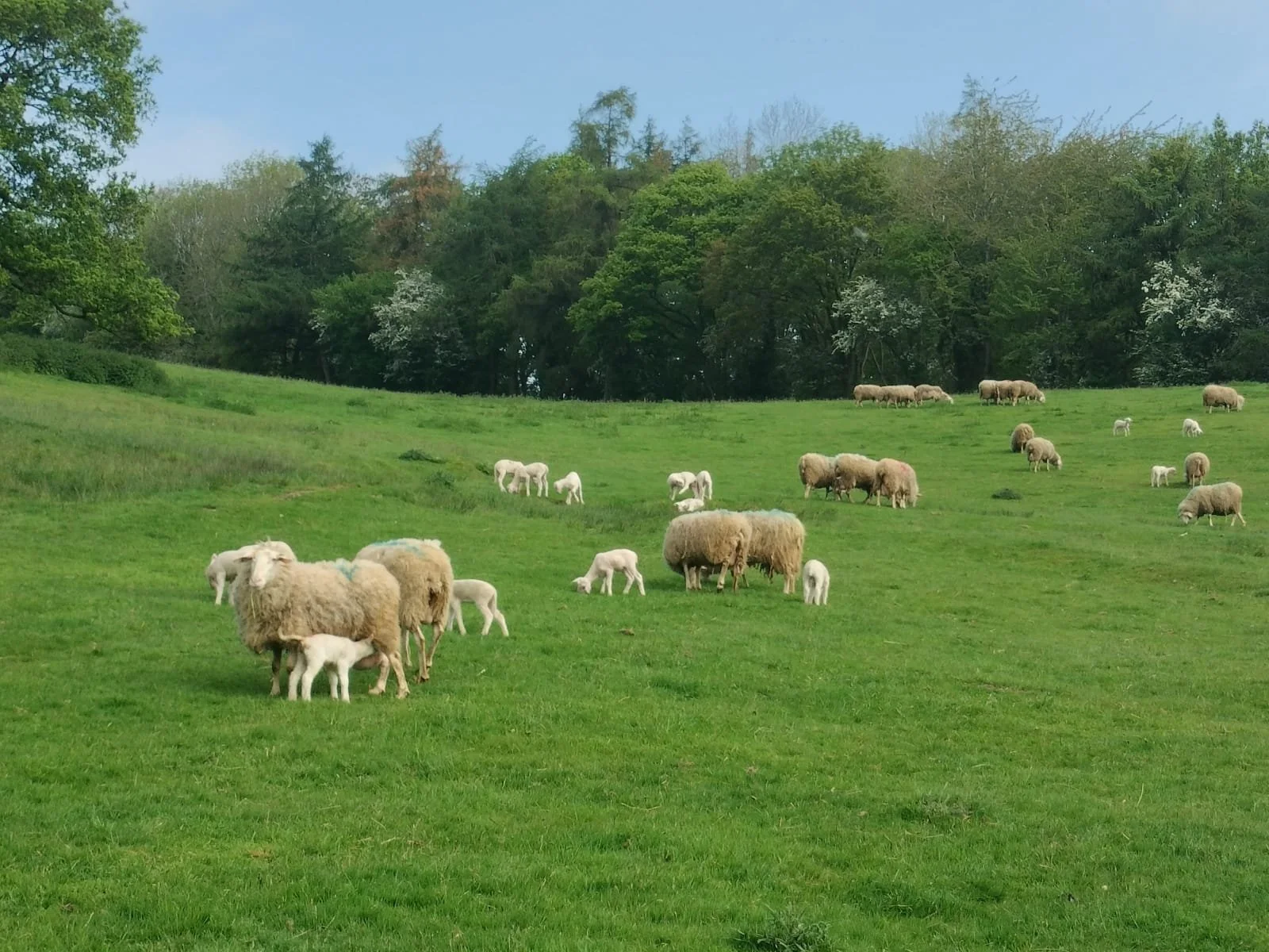 Monthly Meat Raffle — Lancashire Lamb Boxes