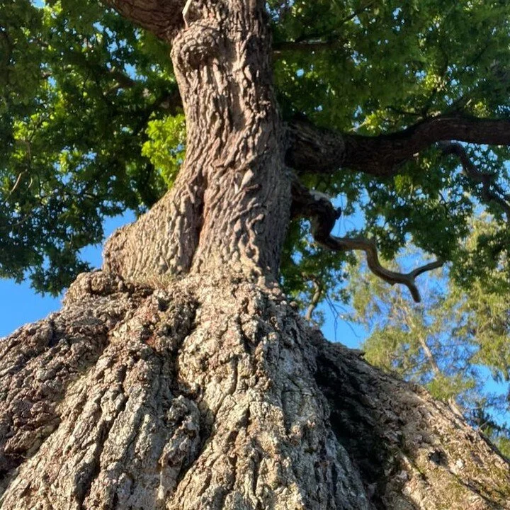 Gallery — The Woven Willow