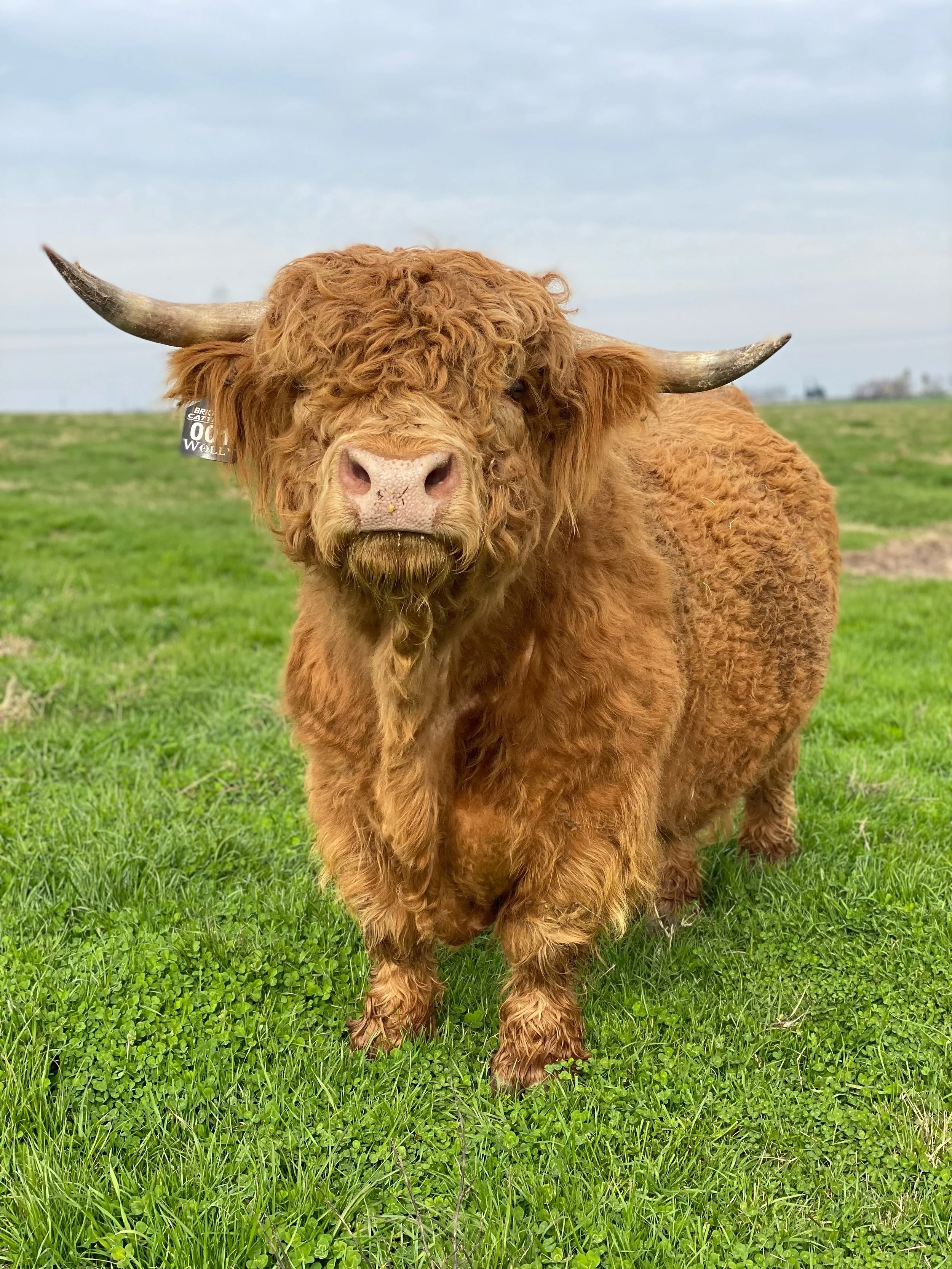 BULLS — Brichetto Cattle Co.