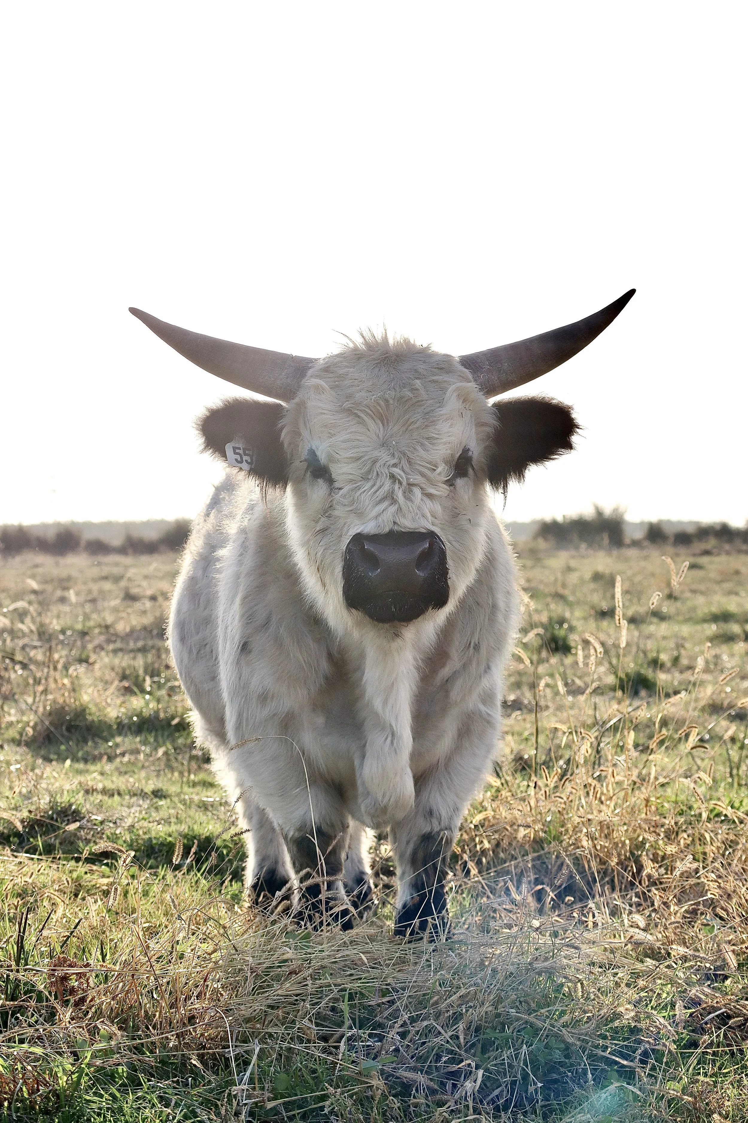 Brichetto Cattle Co.