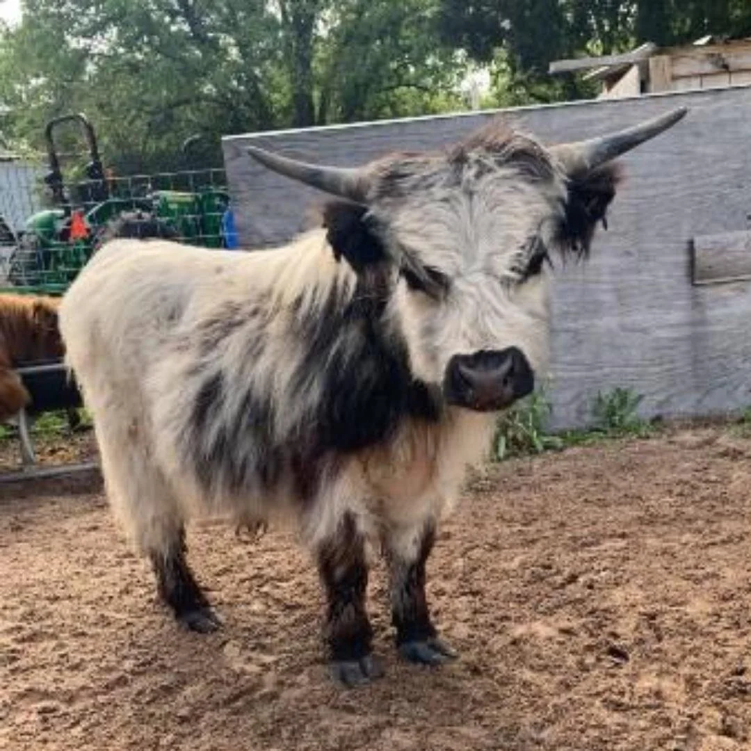 BULLS — Brichetto Cattle Co.