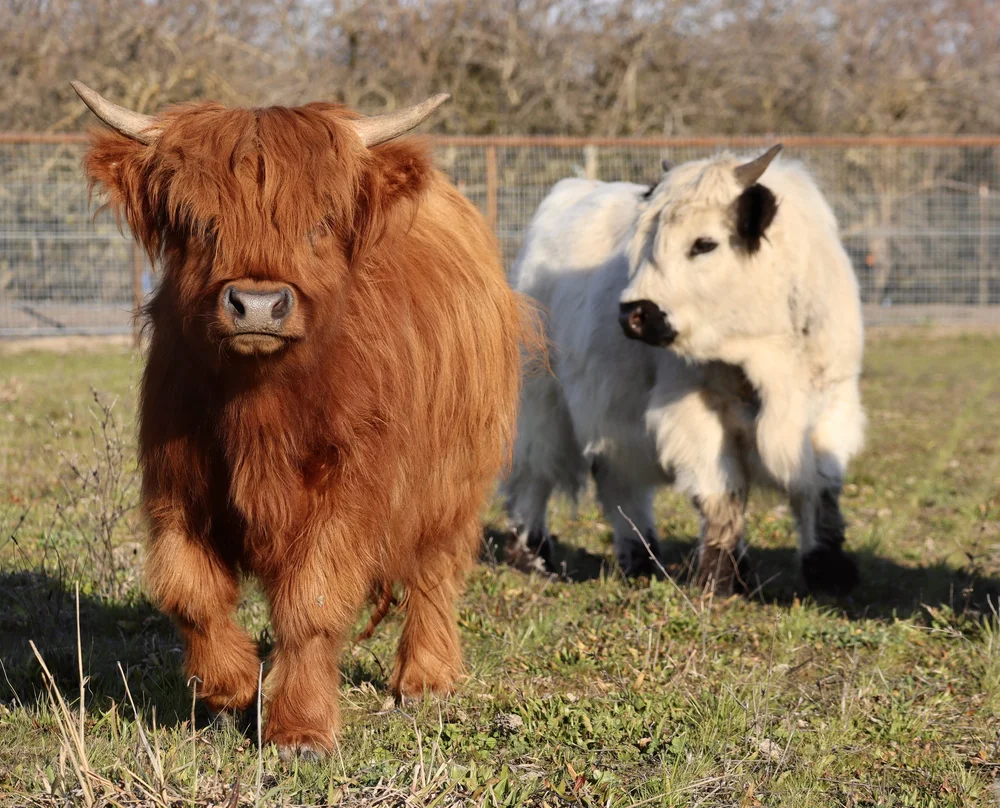 EMBRYO PROGRAM — Brichetto Cattle Co.