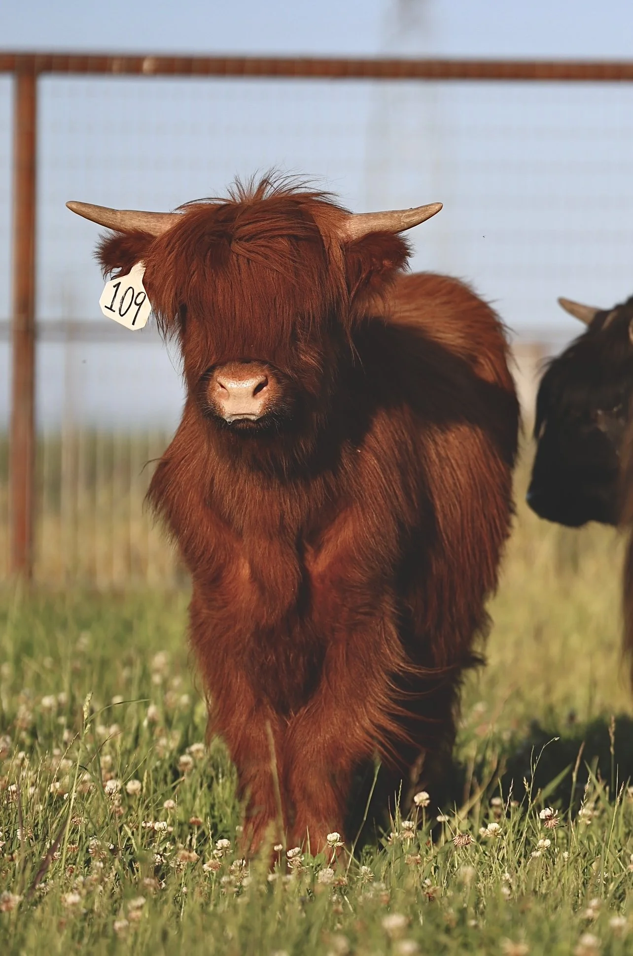 HEIFERS — Brichetto Cattle Co.