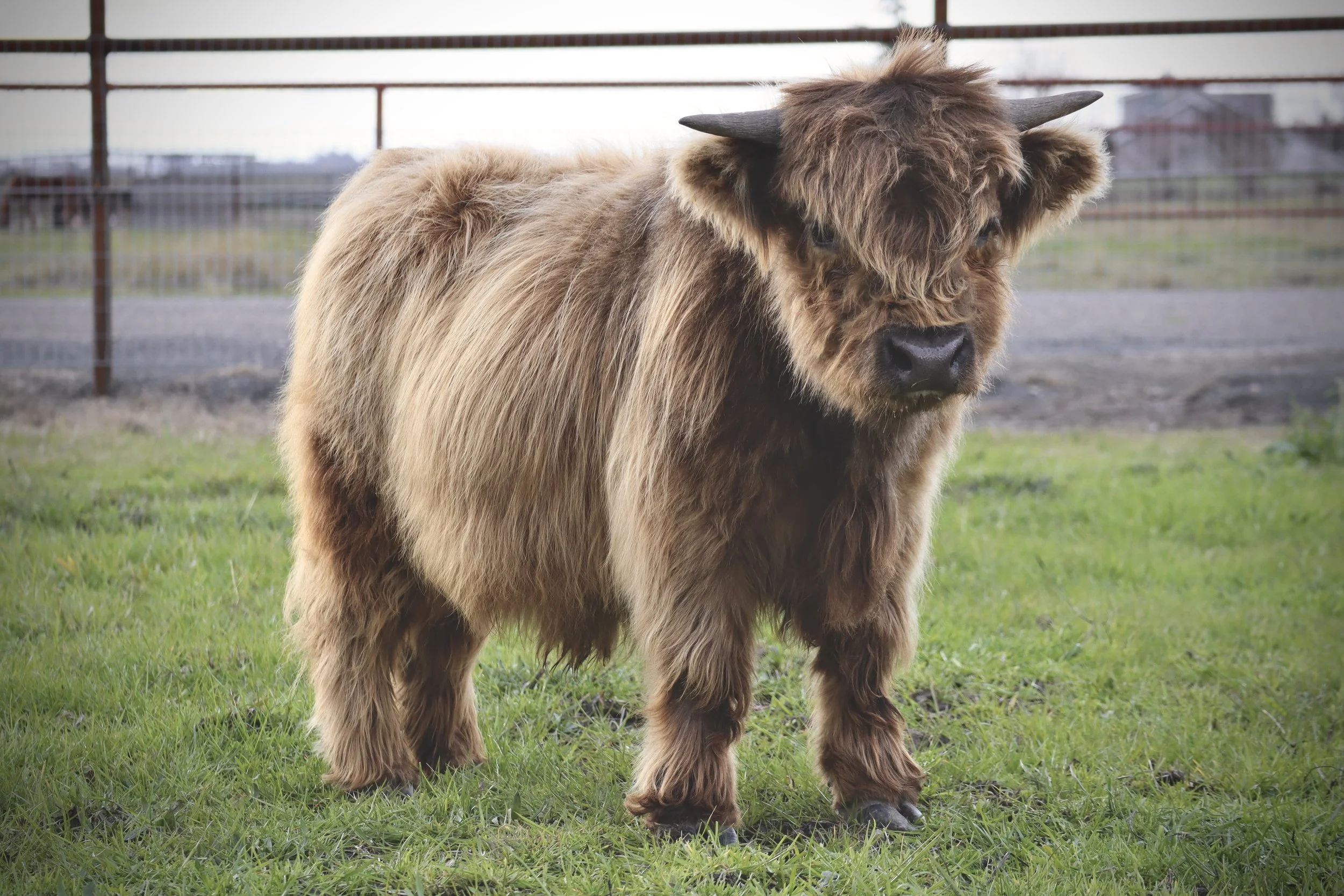 BULLS — Brichetto Cattle Co.