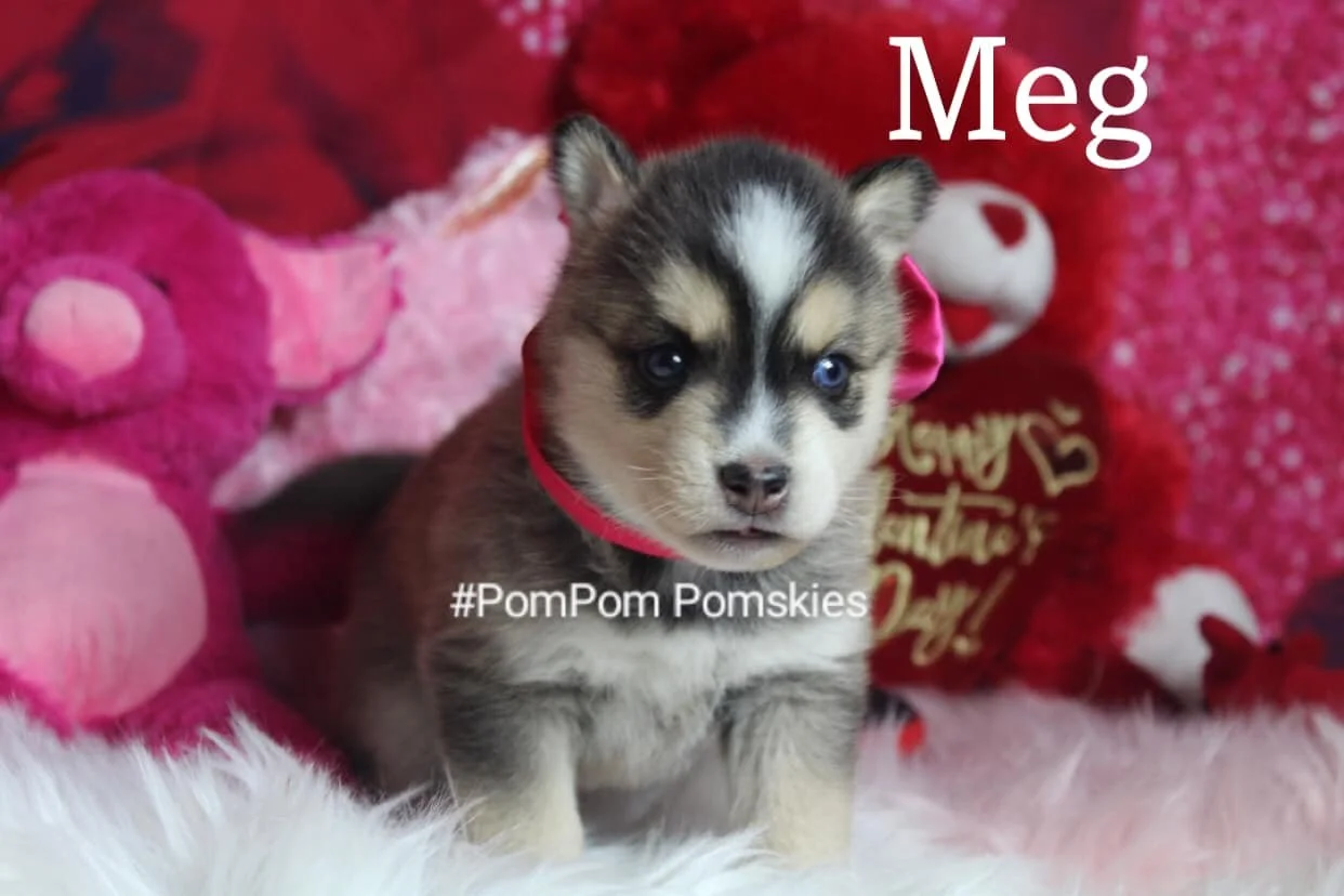 Available Dogs — Pom Pom Pomskies