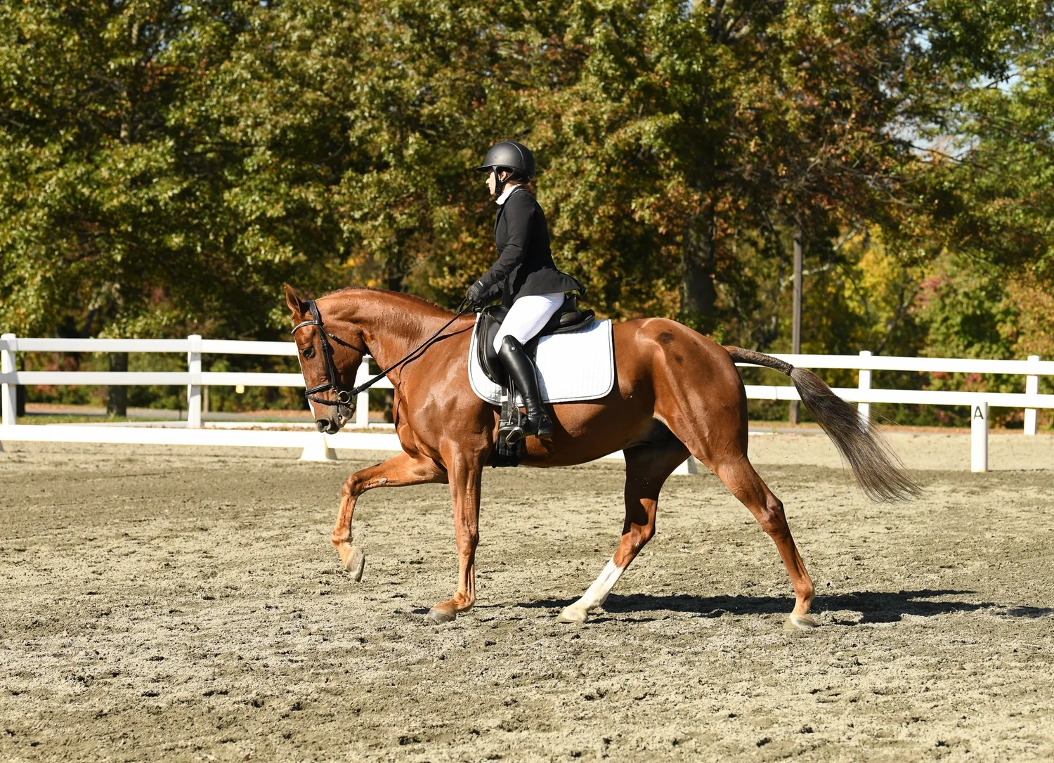 2024 National Standardbred Horse Show — SPHO-NJ