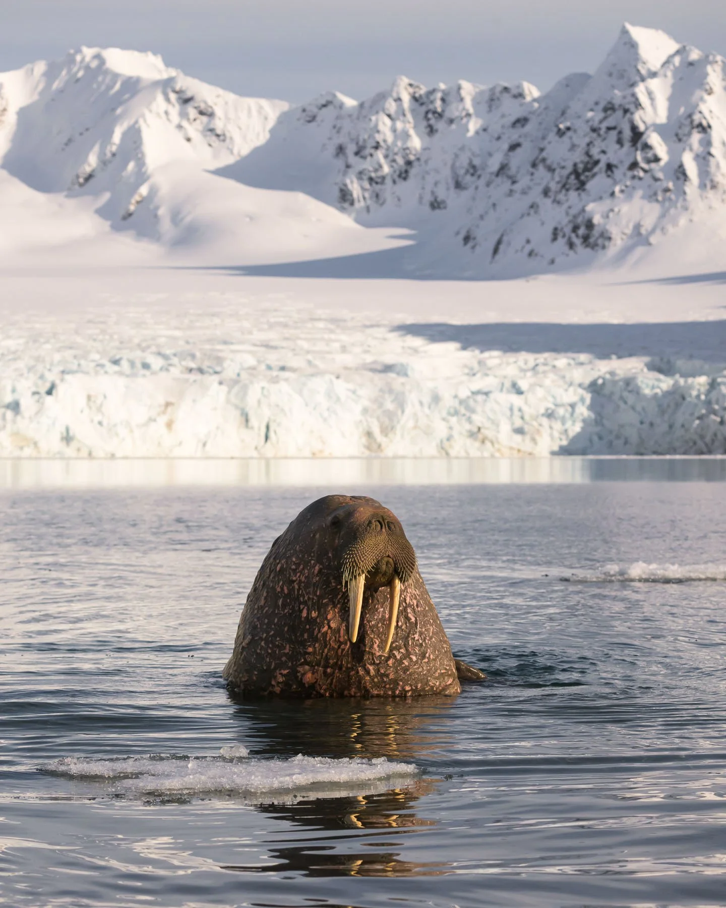 The Arctic Explorer's Guide to the Arctic Circle — Arctic Expeditions