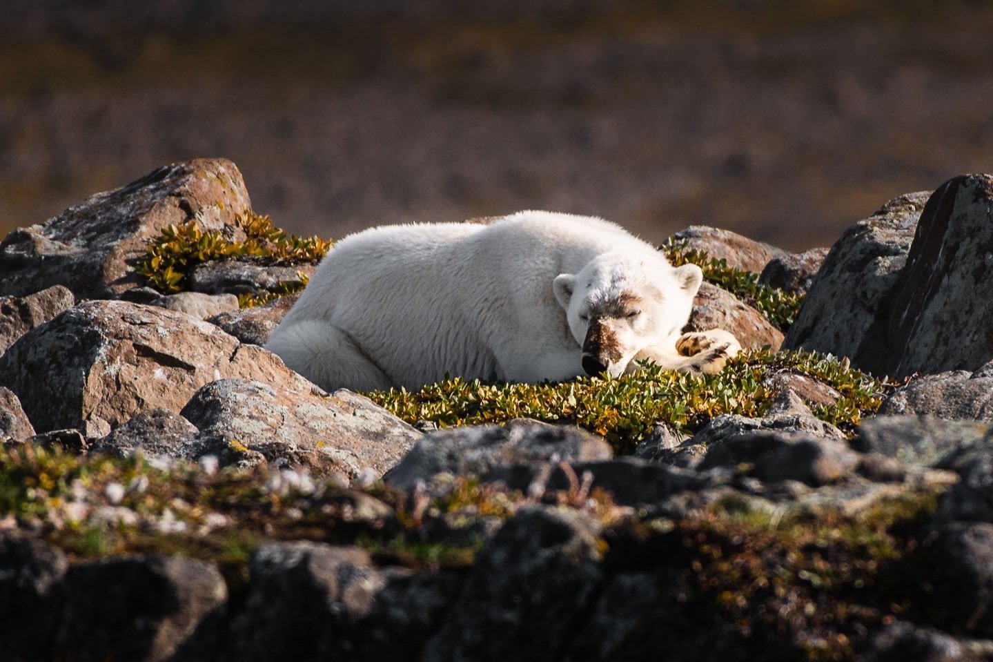 The Arctic Explorer's Guide to the Arctic Circle — Arctic Expeditions