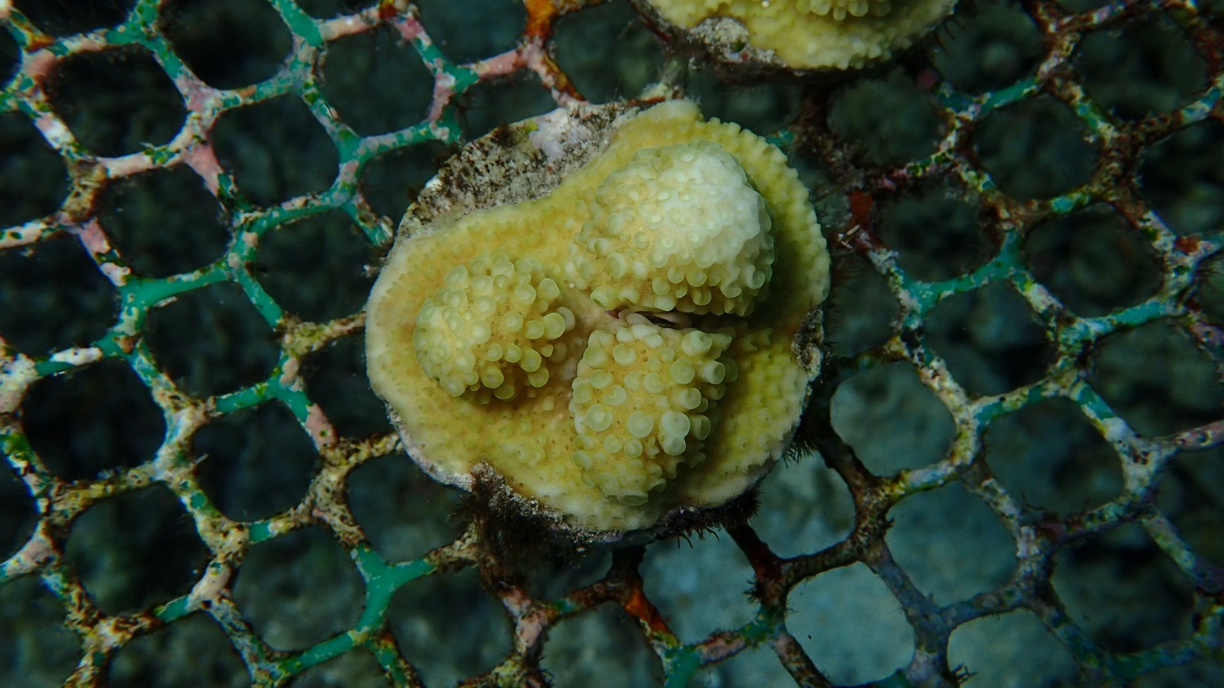 General 1 — Save The Beach Maldives