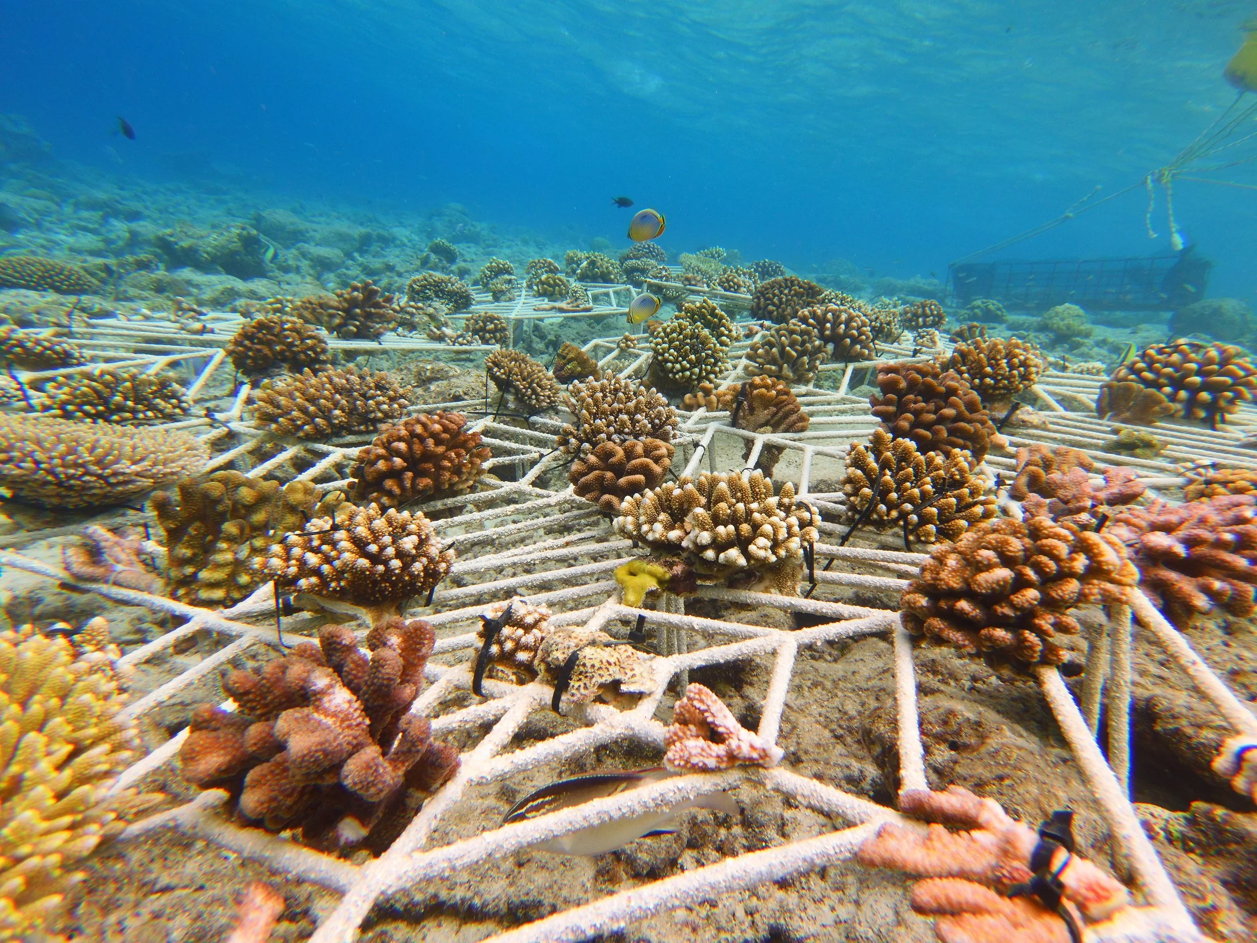 Thila-Male Coral Relocation — Save The Beach Maldives