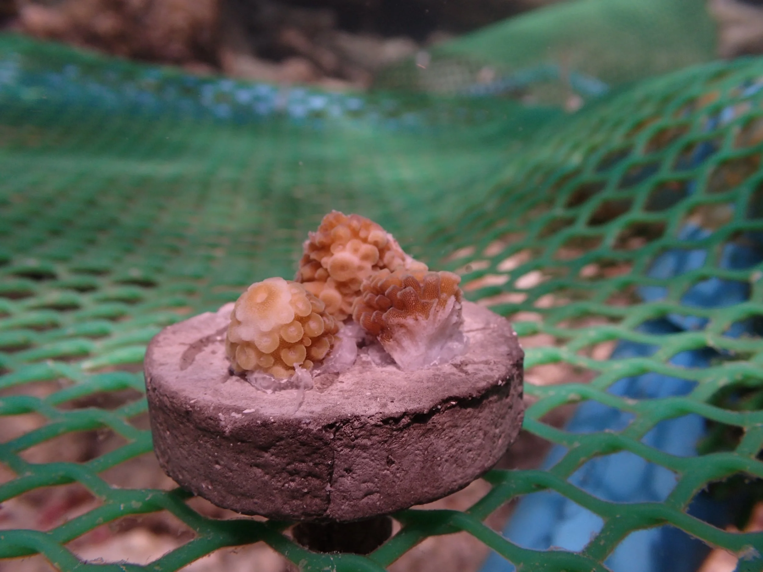 General 1 — Save The Beach Maldives