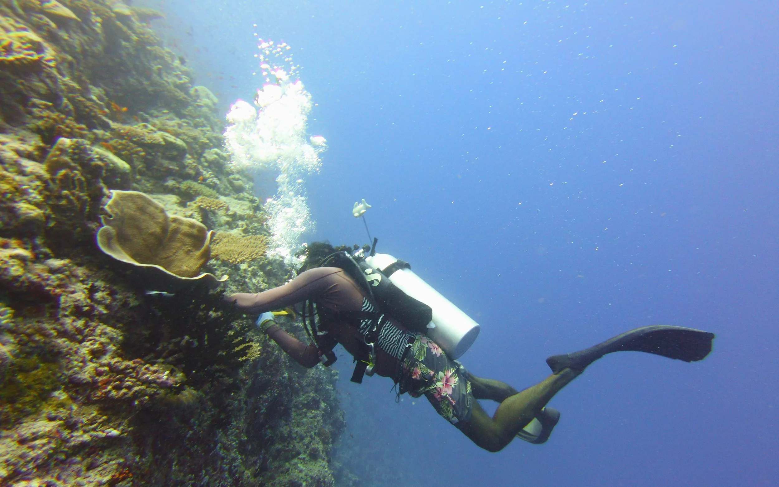 Thila-Male Coral Relocation — Save The Beach Maldives