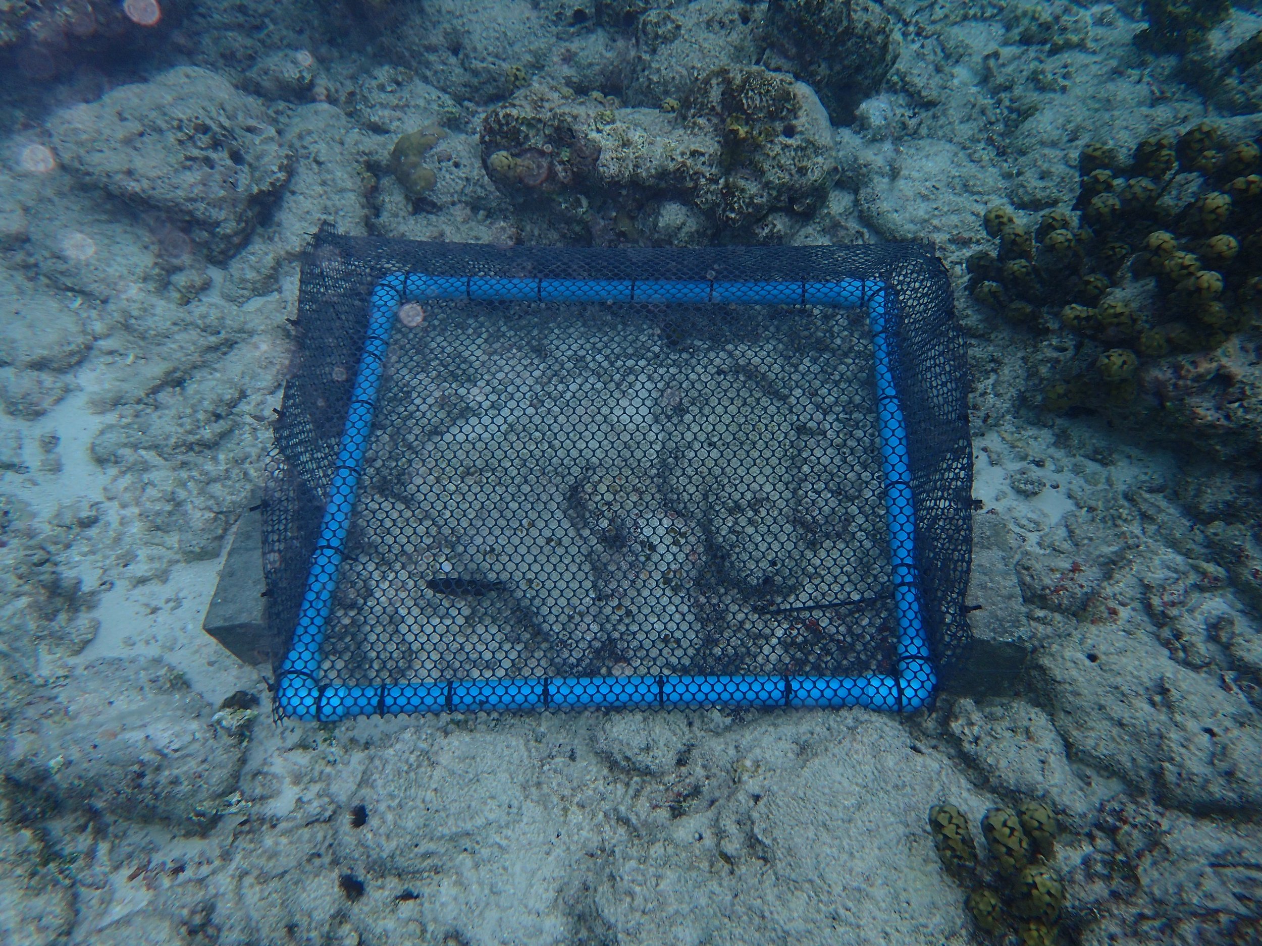 Coral Micro-Fragmentation Report — Save The Beach Maldives