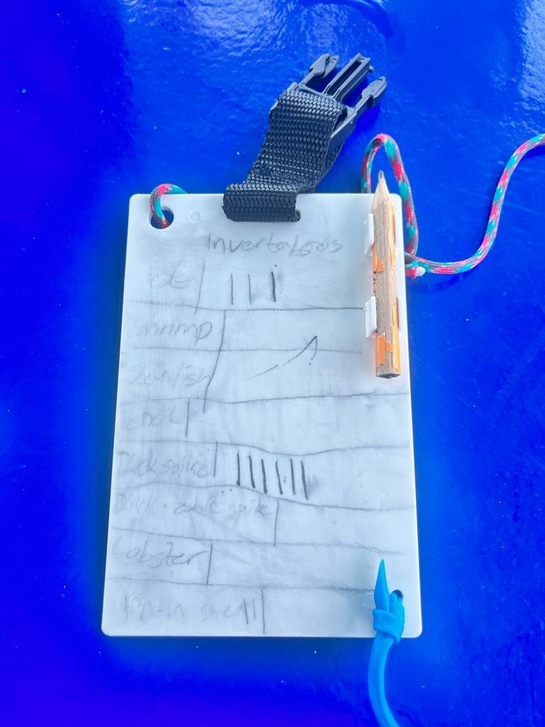 Marine Life Identification Programme 2023 — Save The Beach Maldives