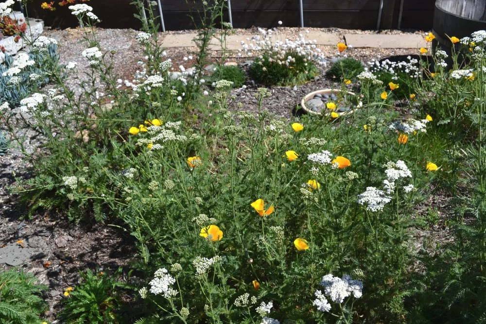 Blog — Rhyne Designs Landscape
