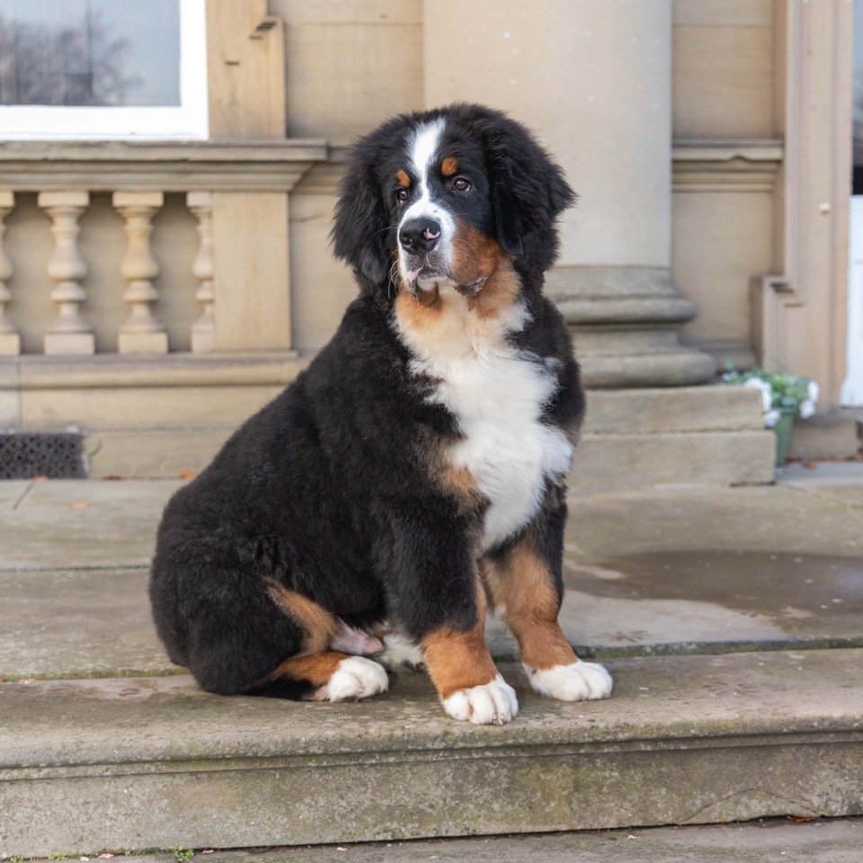 We are proud owners and breeders of Bernese and Entlebucher Mountain Dogs.
