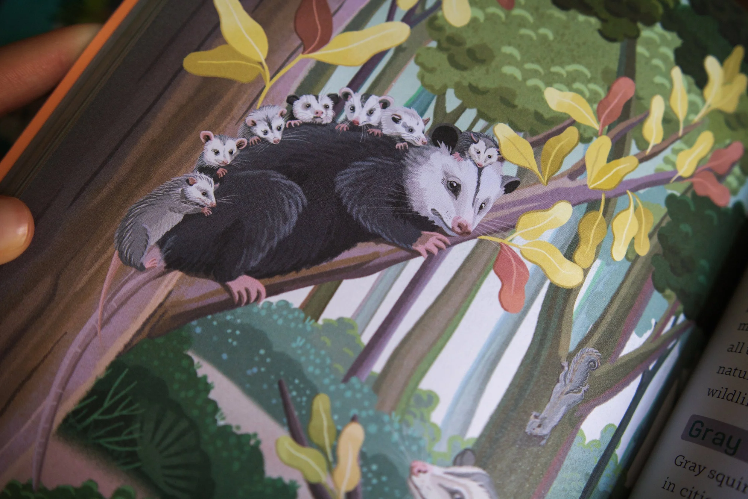 ASIA ORLANDO - Visual Artist & Illustrator — The Wild World Handbook ...