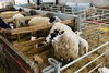From farm to fork: 24 hours on a 900 acre family farm