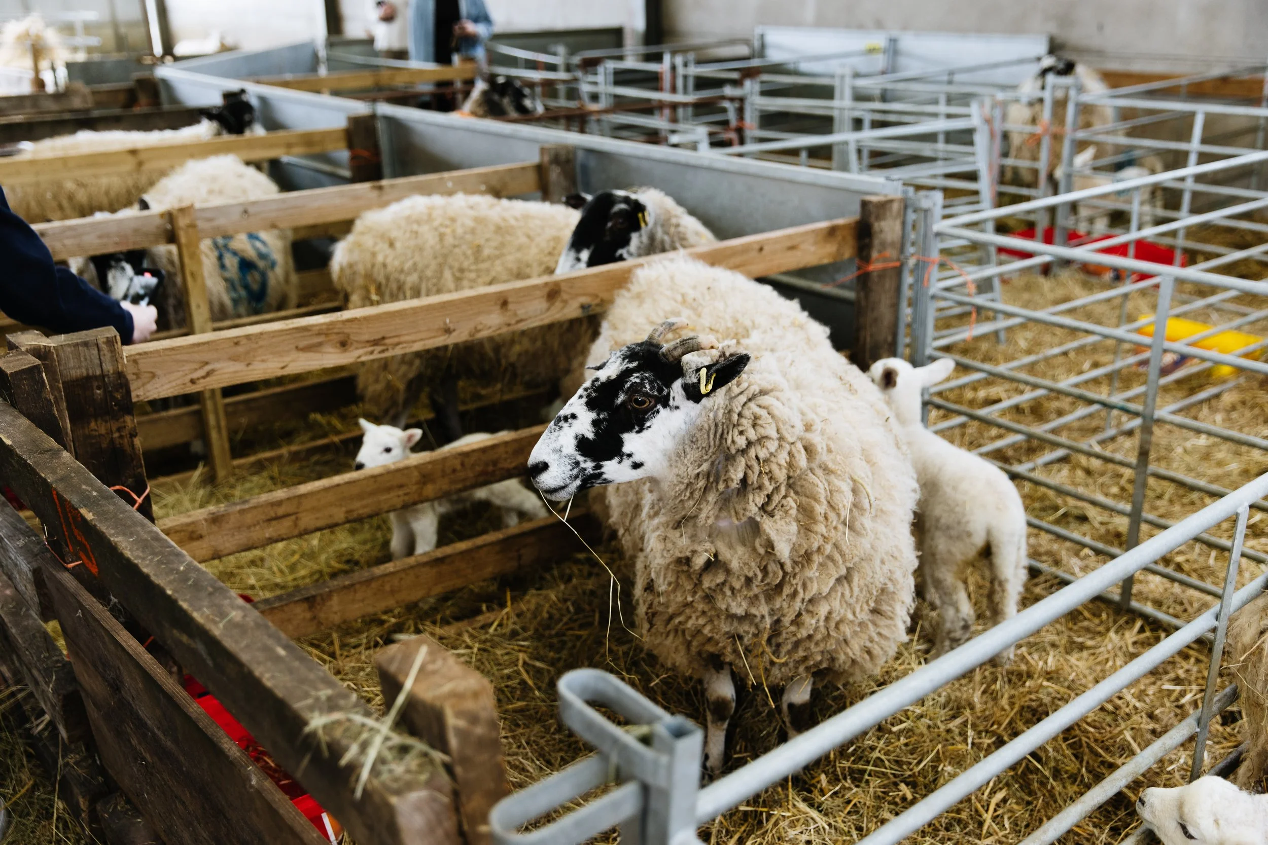 From farm to fork: 24 hours on a 900 acre family farm