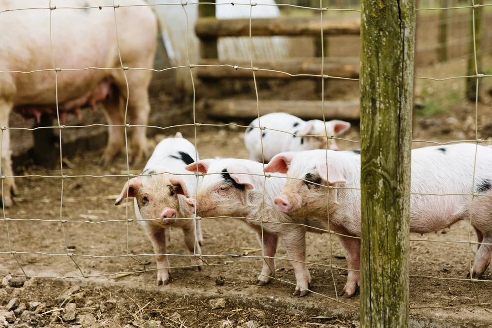 From farm to fork: 24 hours on a 900 acre family farm