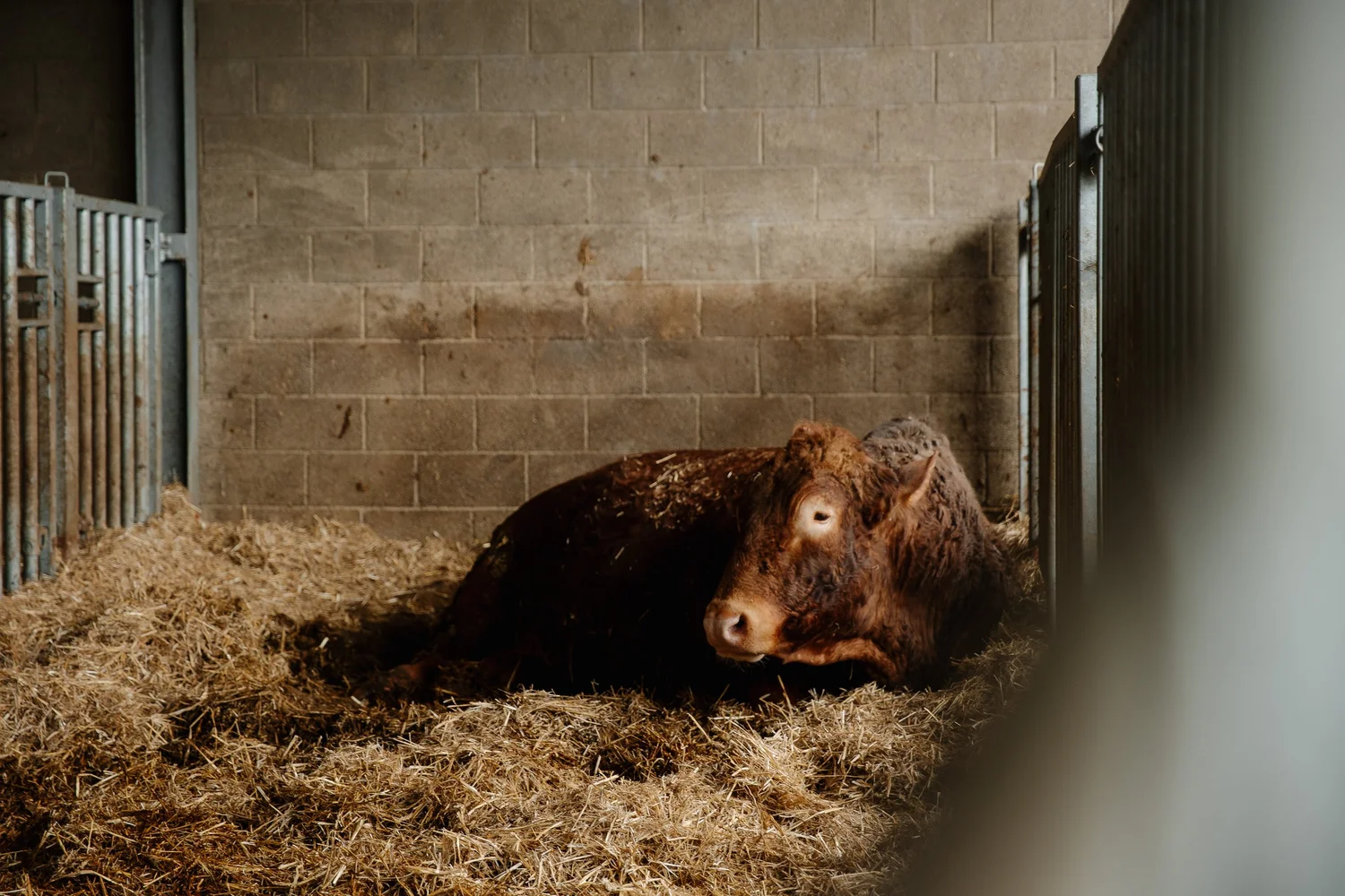 From farm to fork: 24 hours on a 900 acre family farm