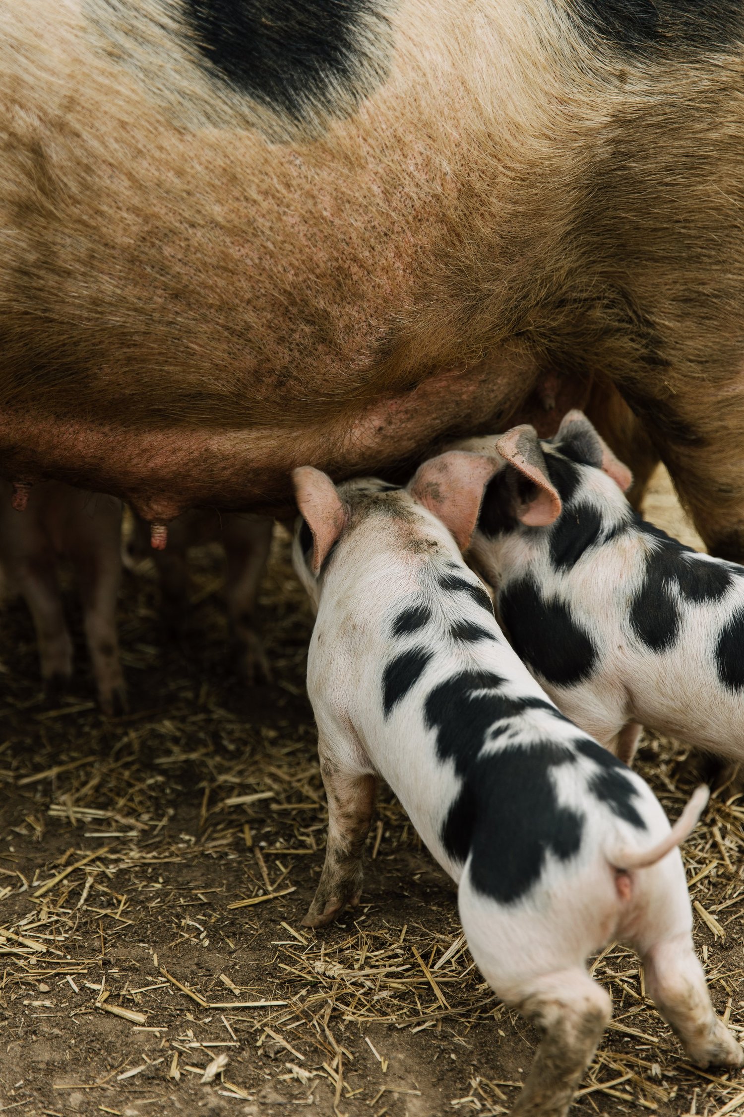 From farm to fork: 24 hours on a 900 acre family farm