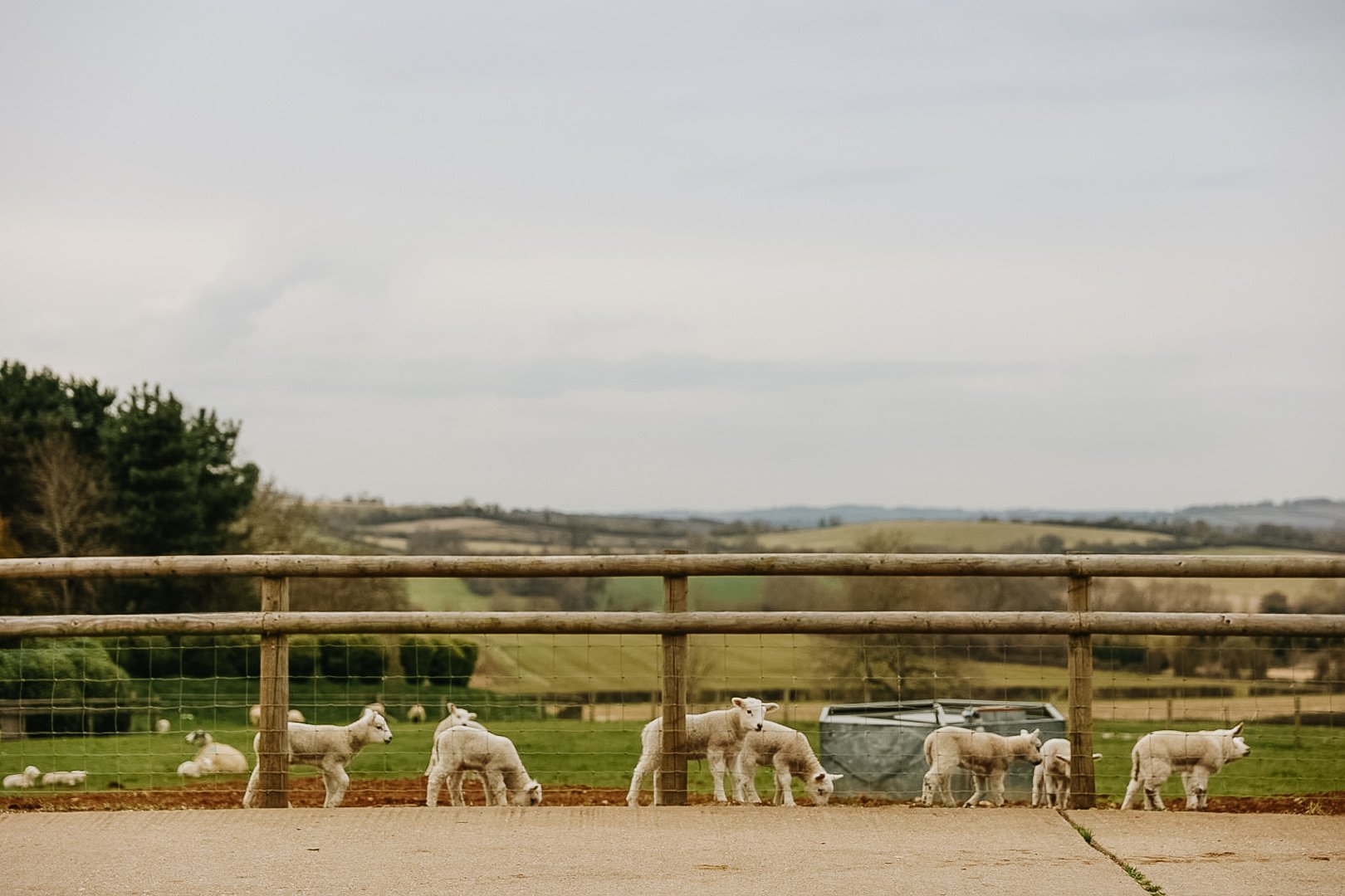 From farm to fork: 24 hours on a 900 acre family farm