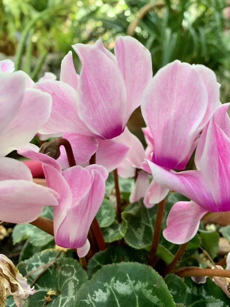 Tea Room at Cauley Square | Miami Afternoon Tea