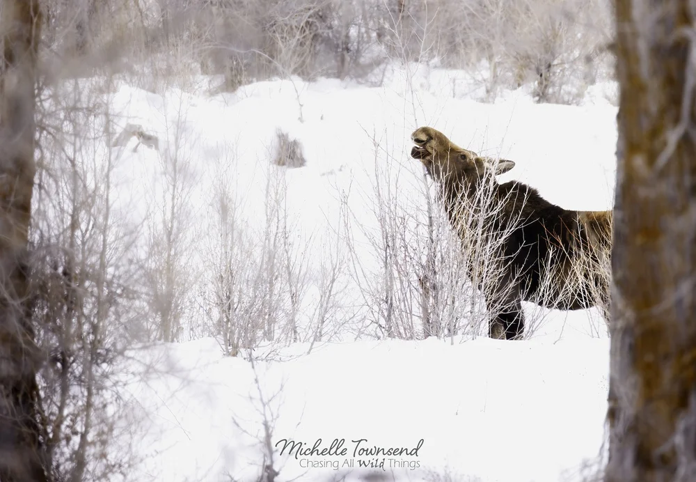 Moose — Chasing All Wild Things