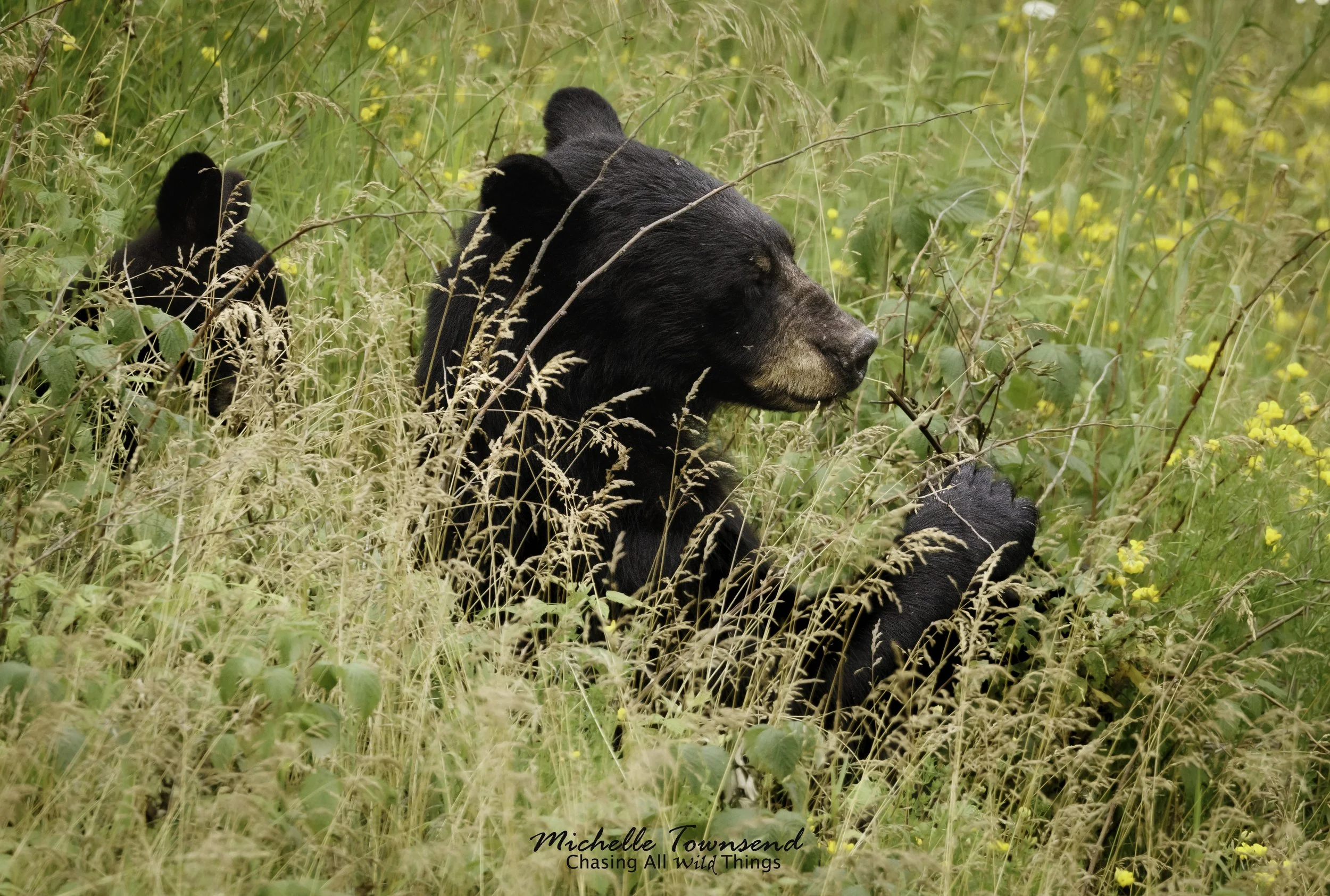 Bears — Chasing All Wild Things