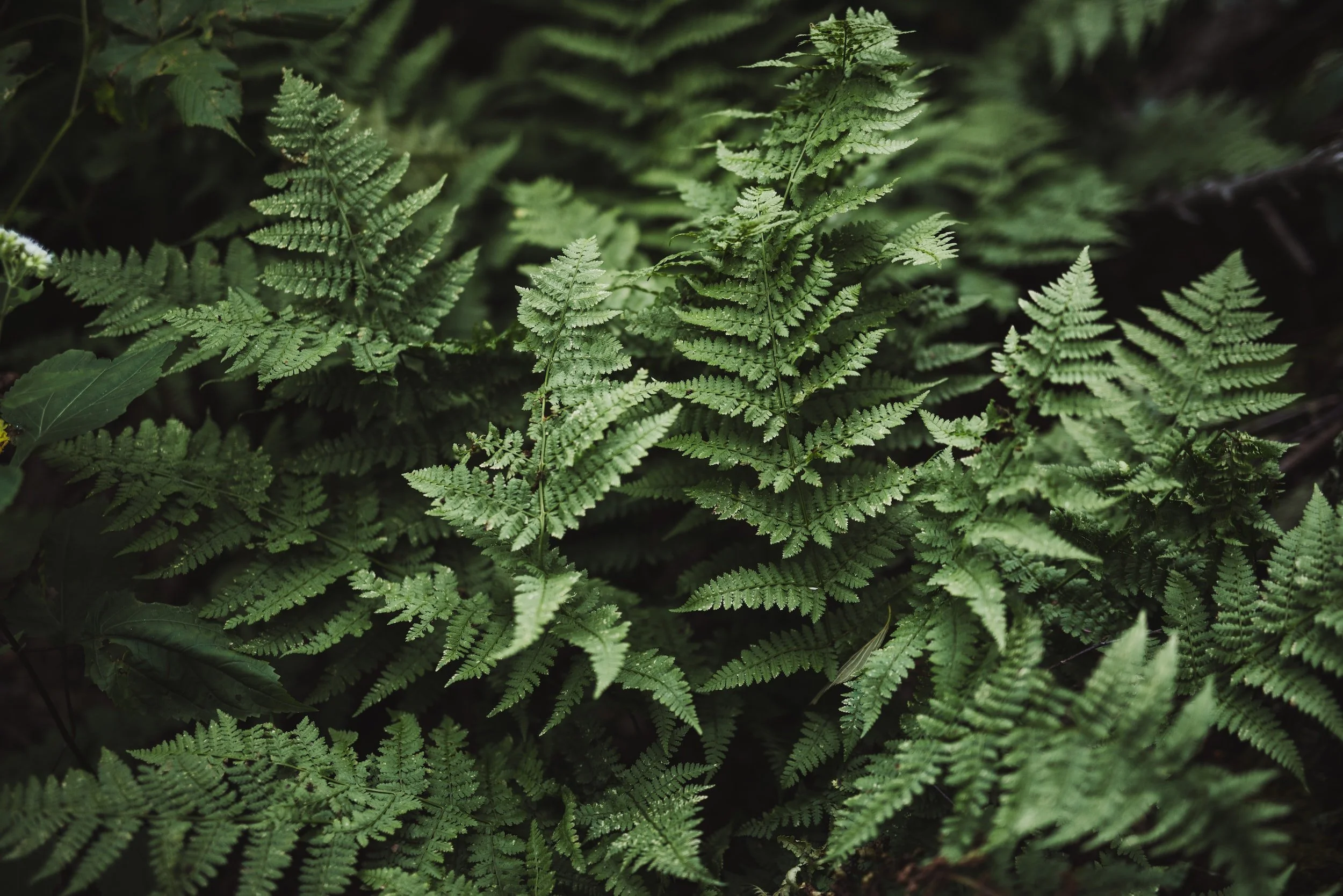 Tracks & Facilities — Rotokare Scenic Reserve