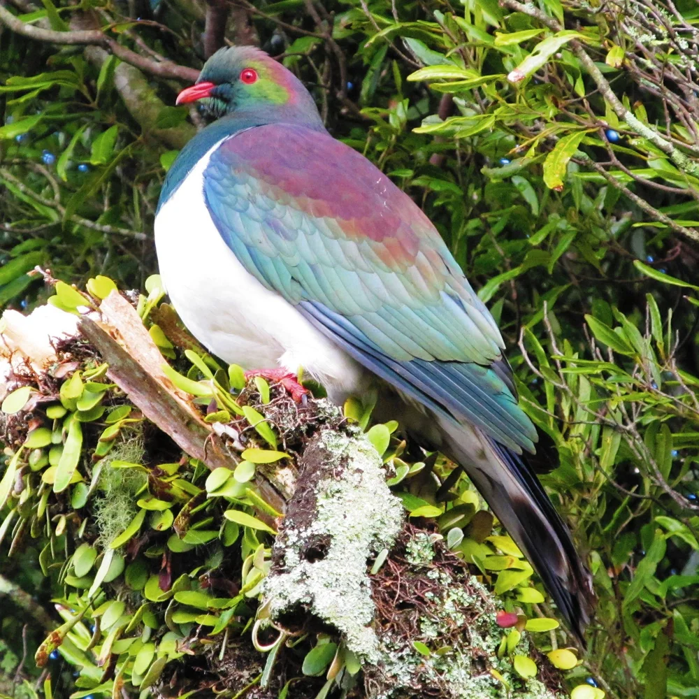 Birds — Rotokare Scenic Reserve
