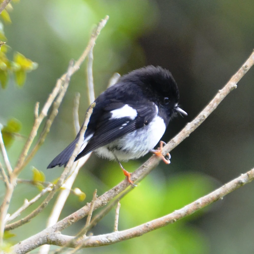 Birds — Rotokare Scenic Reserve