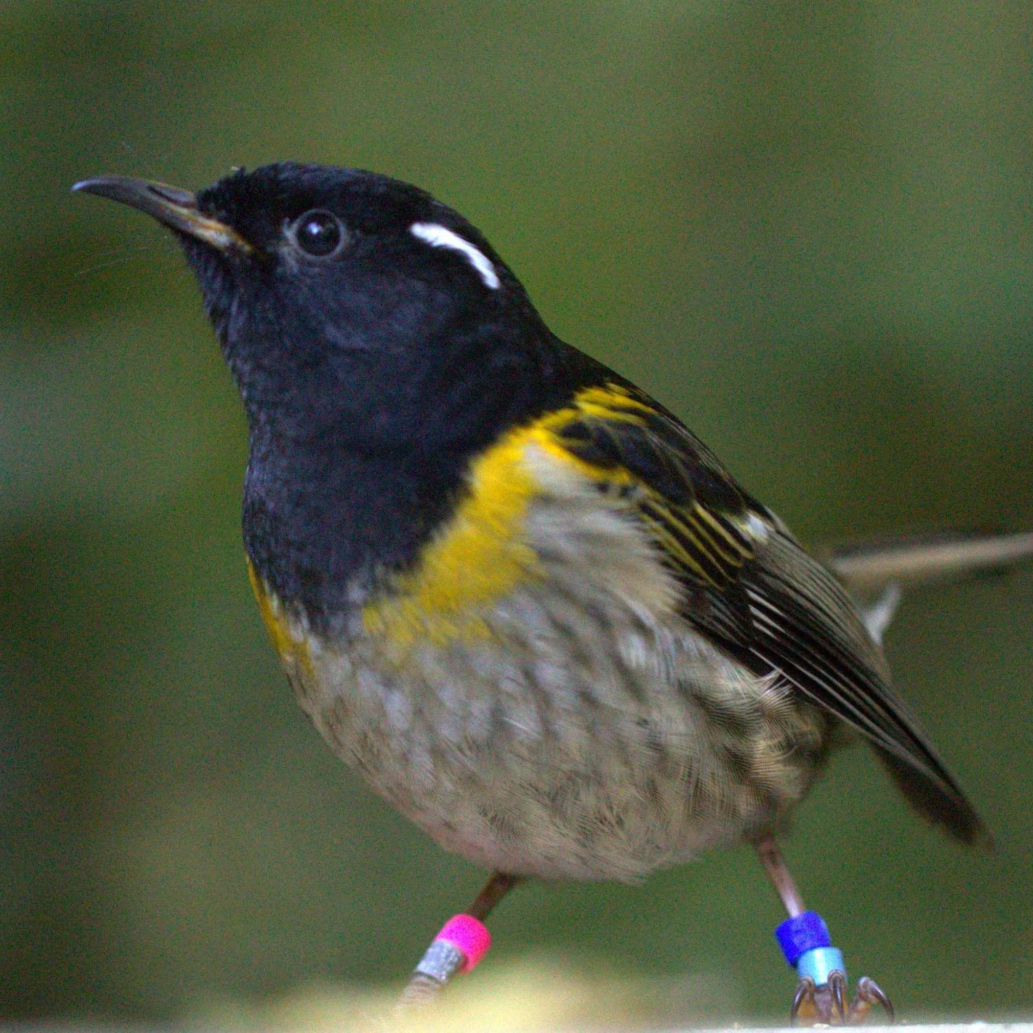 Birds — Rotokare Scenic Reserve
