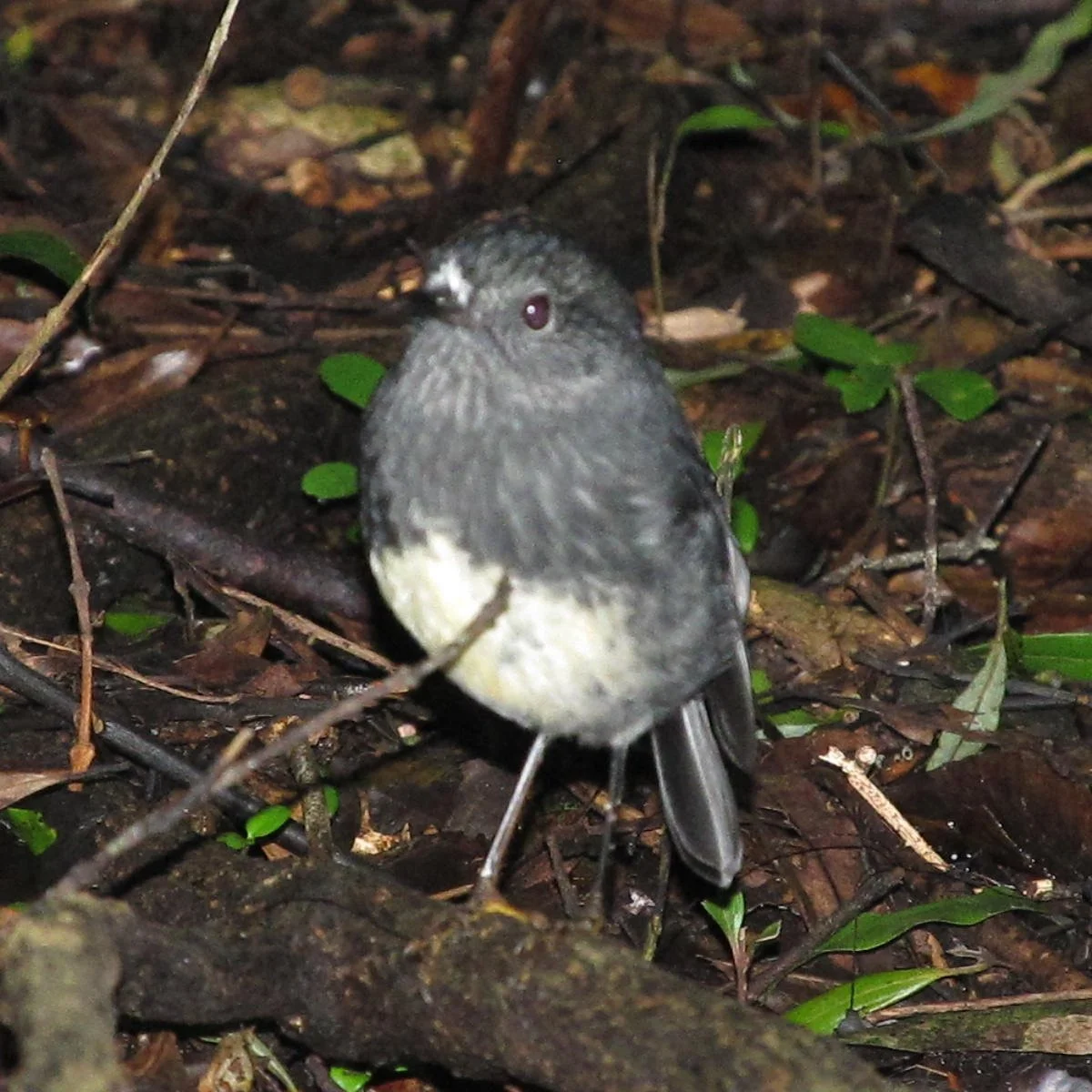 Birds — Rotokare Scenic Reserve