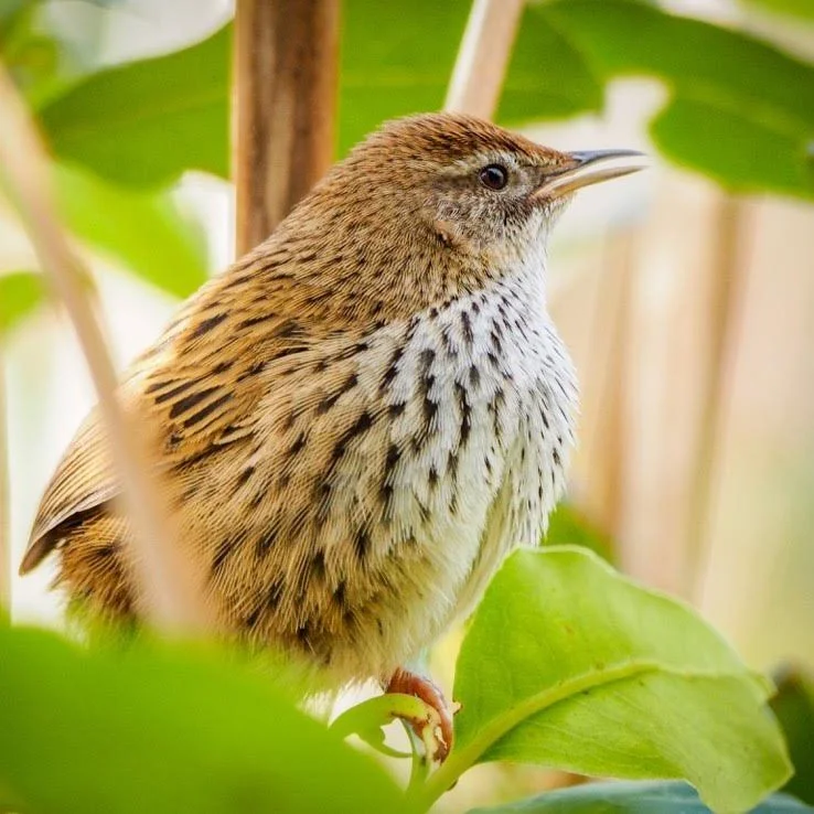 Wildlife — Rotokare Scenic Reserve