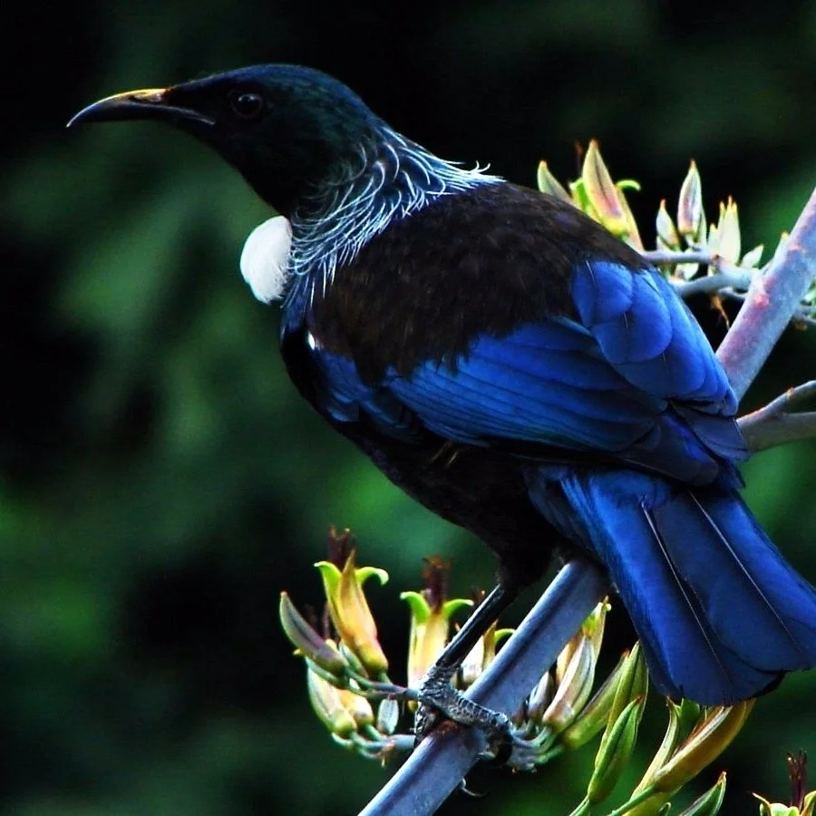 Birds — Rotokare Scenic Reserve